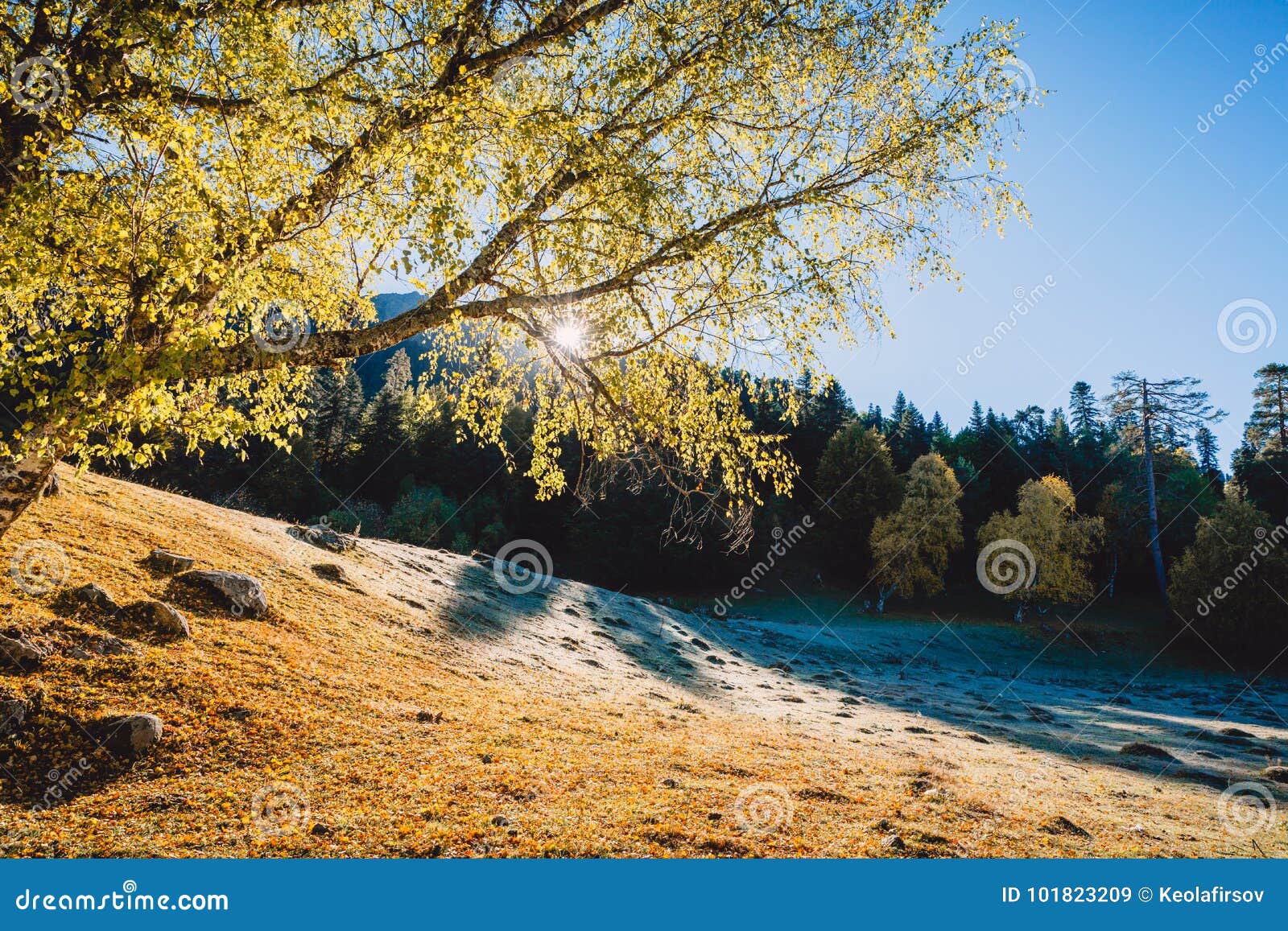 Sunrise Behind Tree in the Forest with Sky and Mountains Stock Image ...