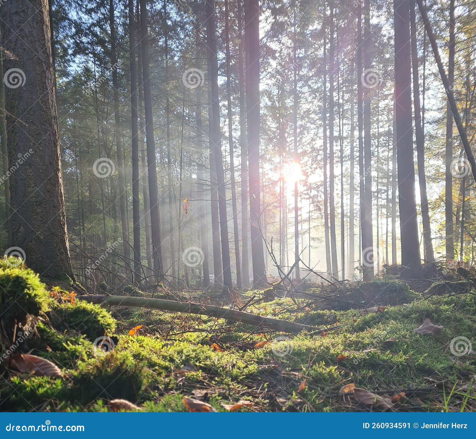 Morning Light in Forrest Sunrise Stock Image - Image of wald, morning ...
