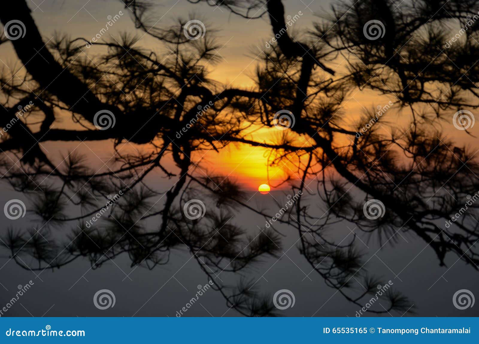 Sunrise Behind tree stock image. Image of piece, sunrise - 65535165