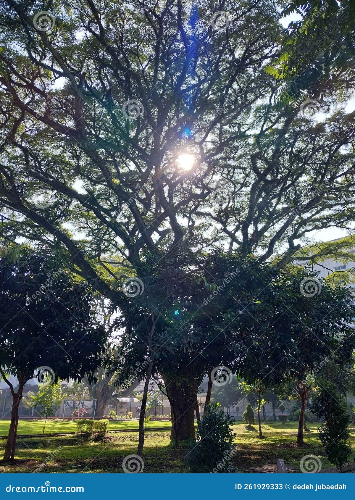 Sunrise behind trees stock image. Image of branch, autumn - 261929333
