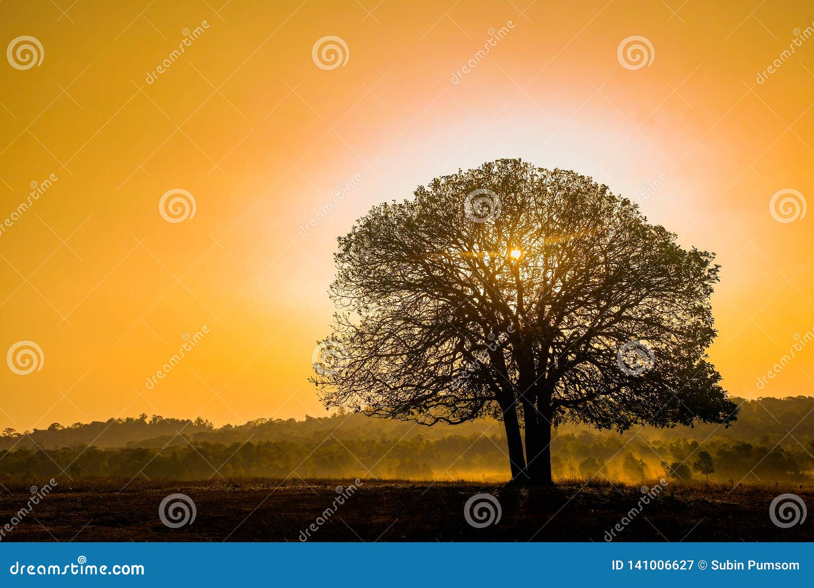 Sunrise Behind Trees that in Tropical Forests Stock Image - Image of ...