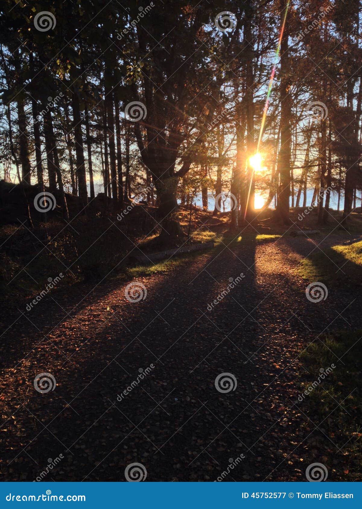 Sunrise behind trees stock image. Image of nature, landscape - 45752577