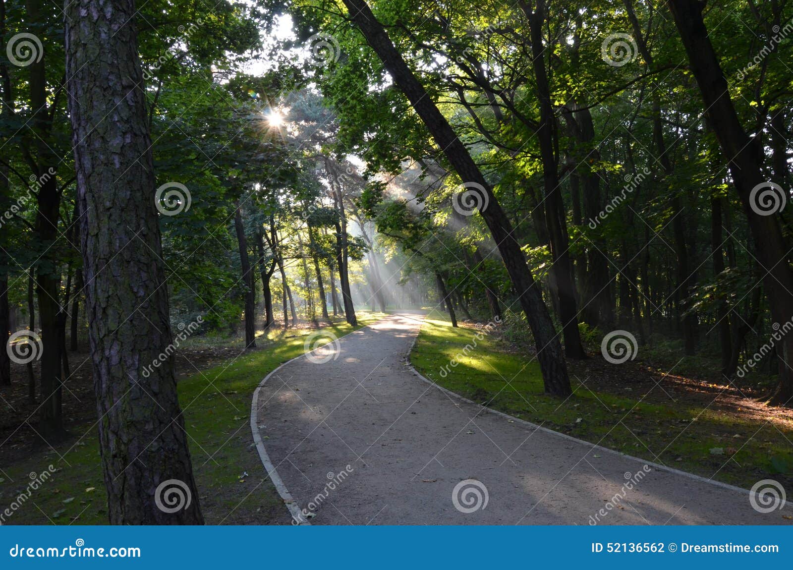 Sunrise behind the trees stock photo. Image of morning - 52136562