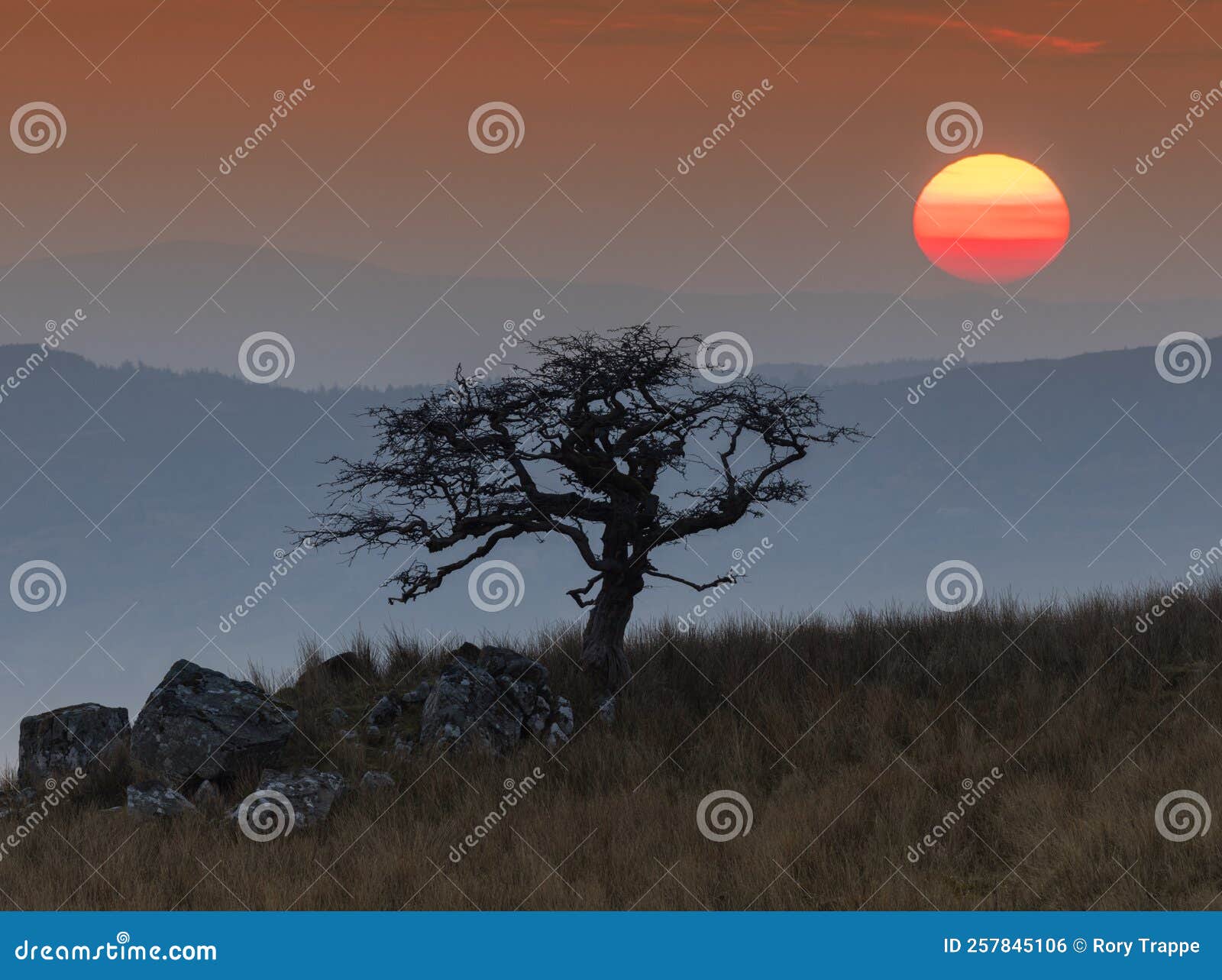 Sunrise Behing a Lonely Tree Stock Photo - Image of pinacle, dawn ...