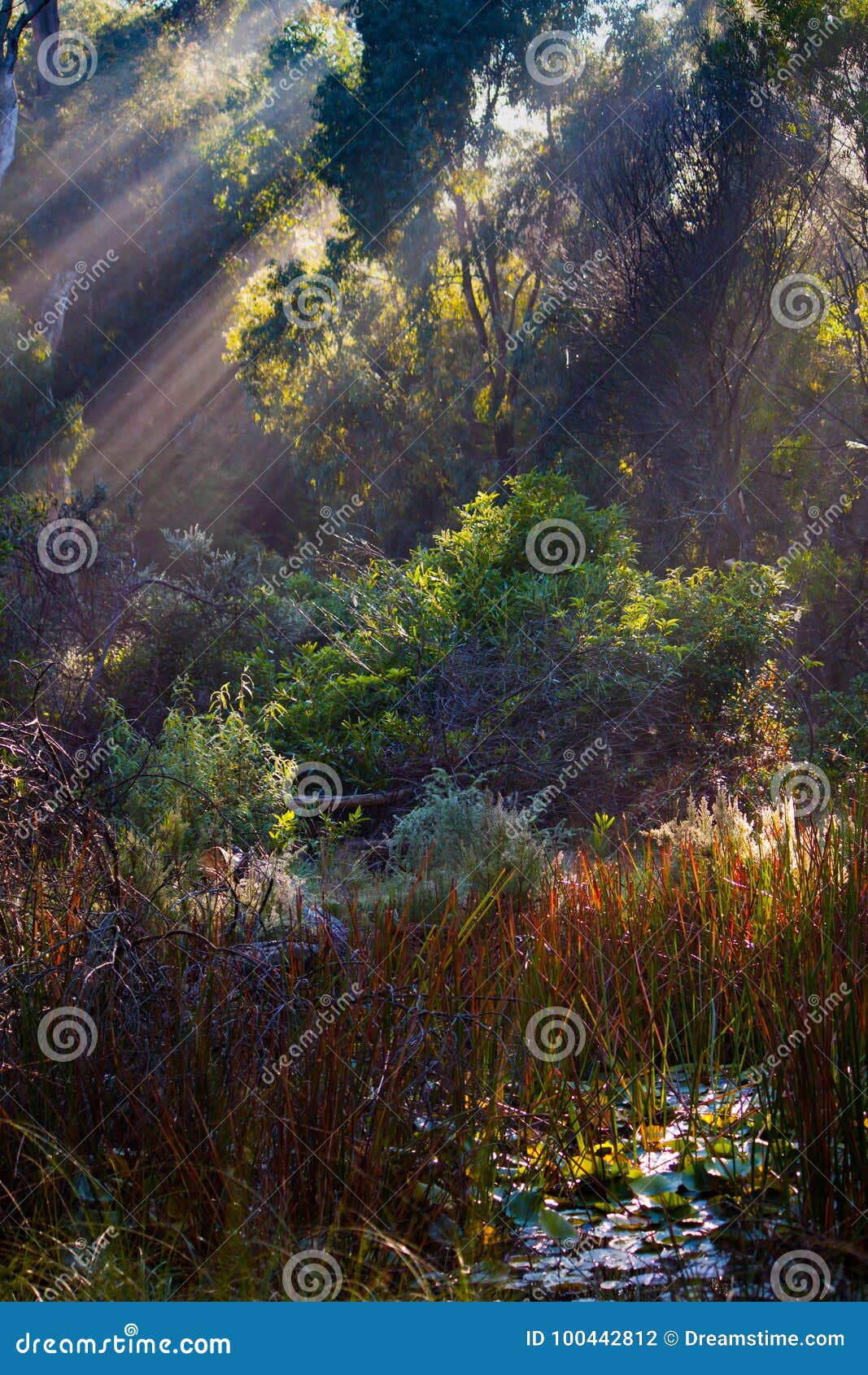 Sunrise in the bush stock photo. Image of though, nature - 100442812