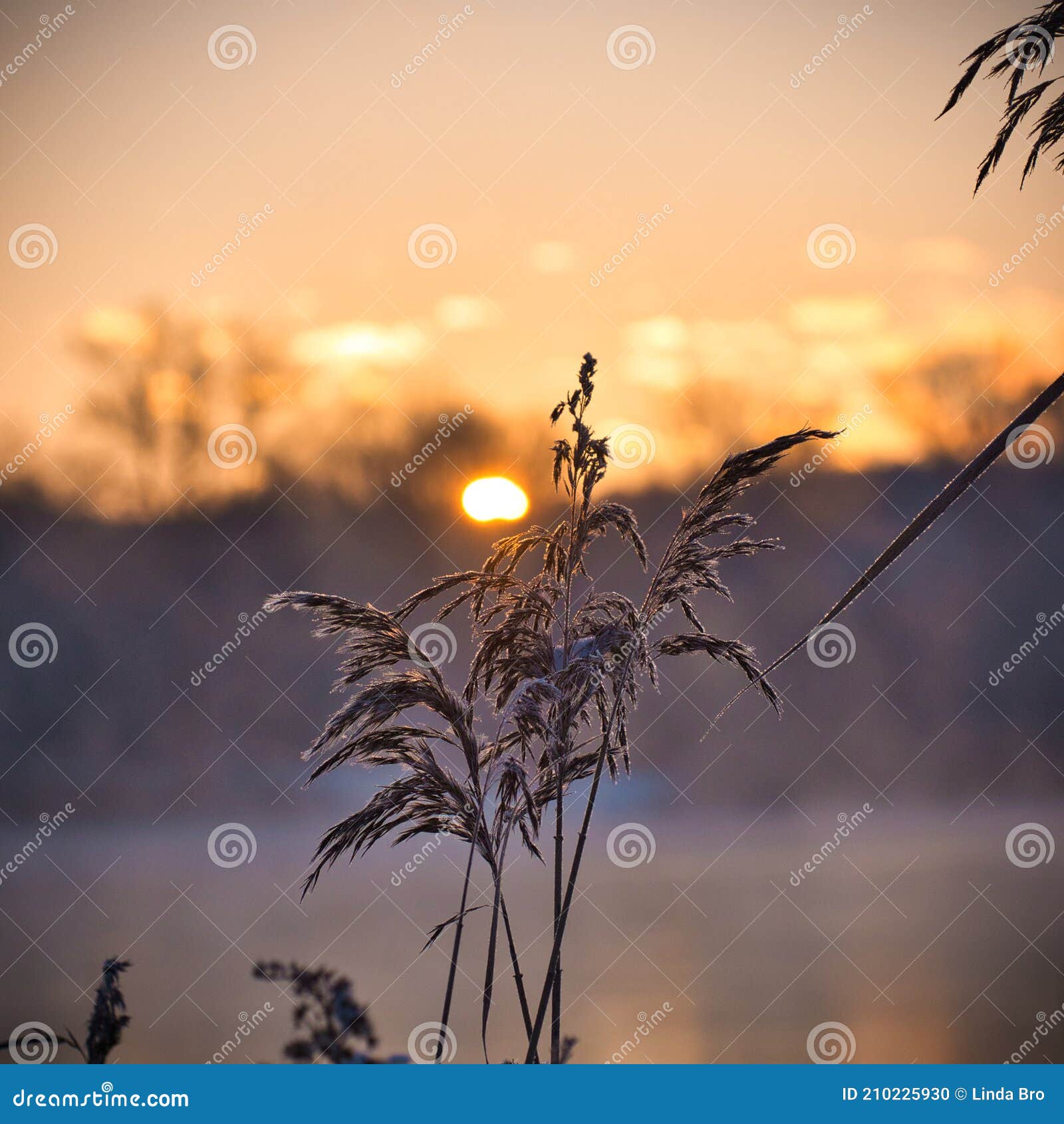 Sunrise on a Cold Winter Morning by the Lake Stock Photo - Image of ...