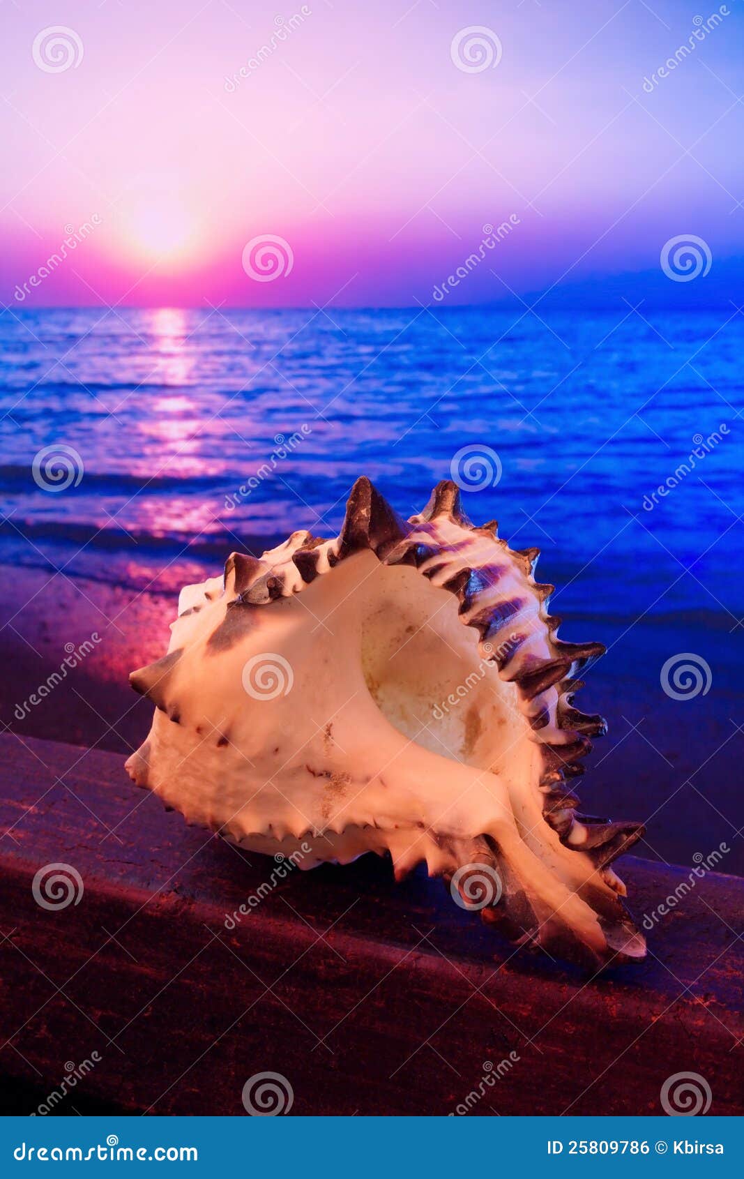 Sunrise conch shell stock photo. Image of beach, paradise - 25809786