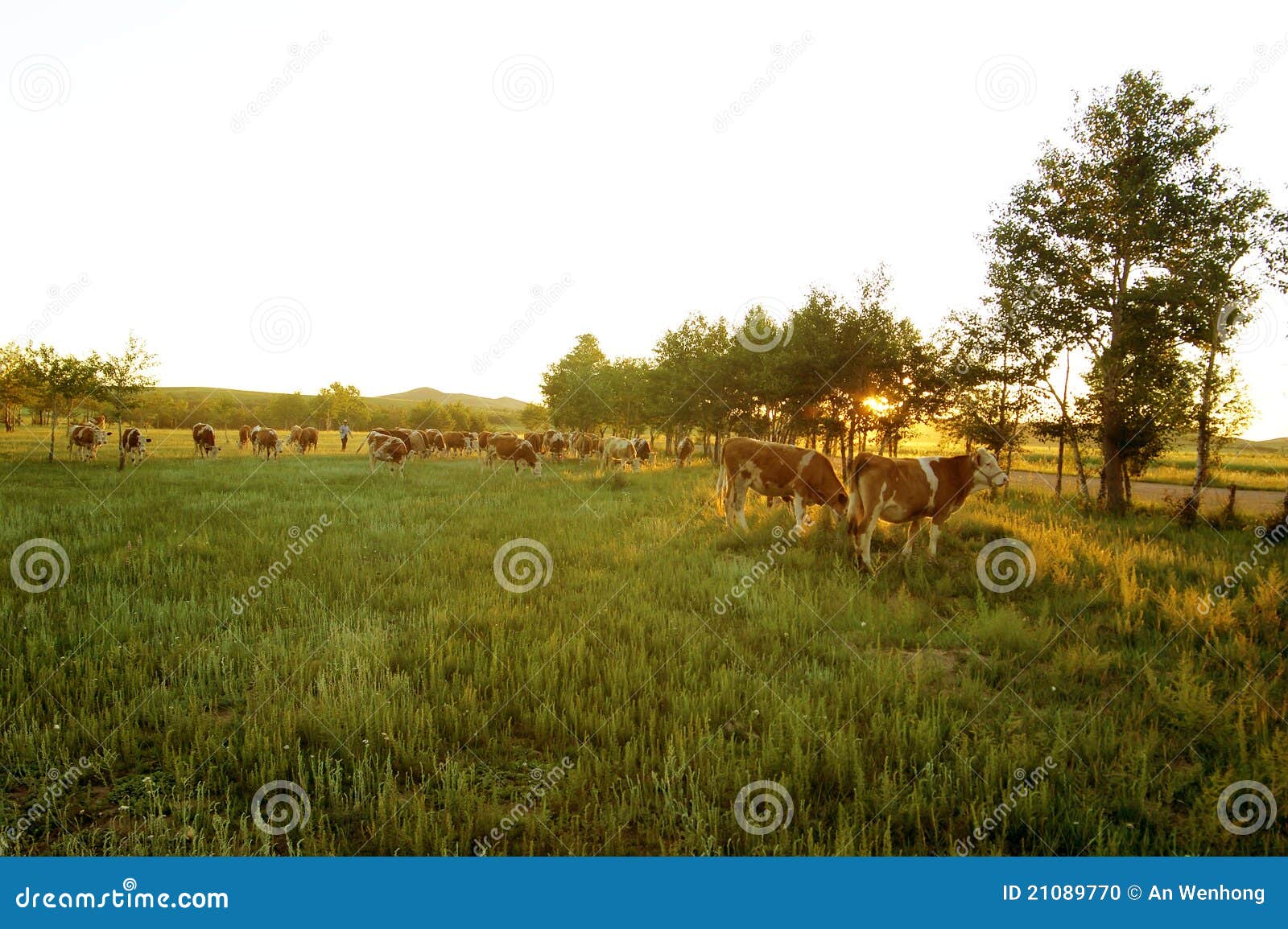 Sunrise and cows stock photo. Image of environment, countryside - 21089770