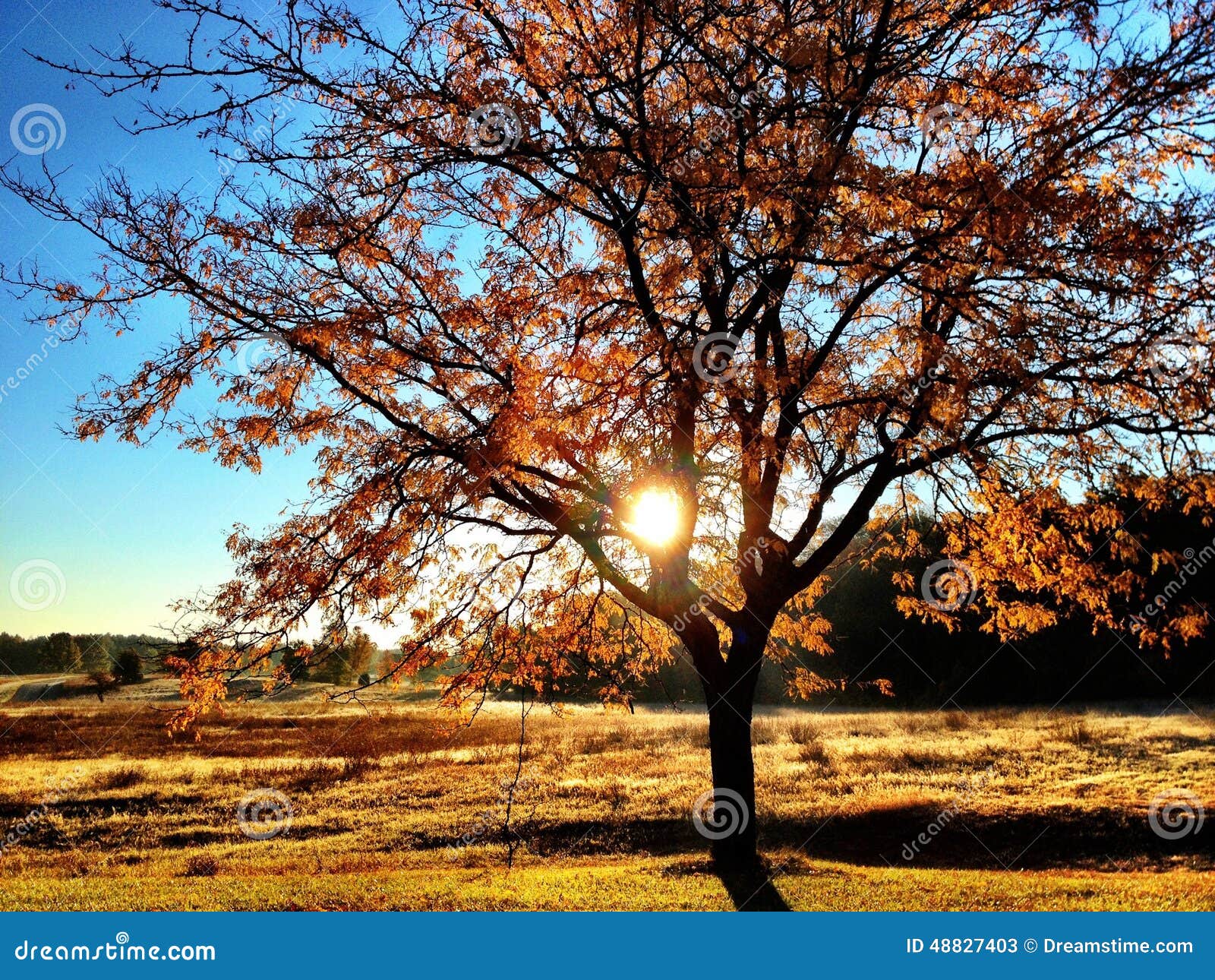 Sunrise stock image. Image of crisp, morning, nature - 48827403