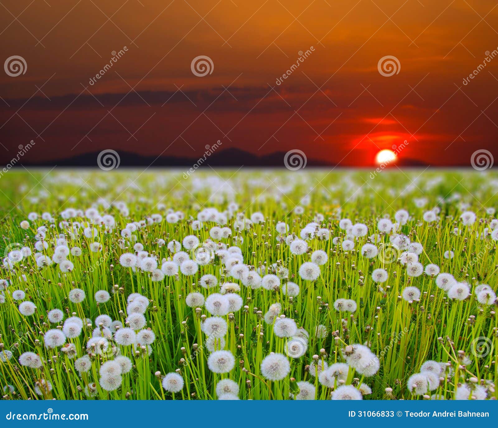 Sunrise on dandelion field stock image. Image of dandelion - 31066833