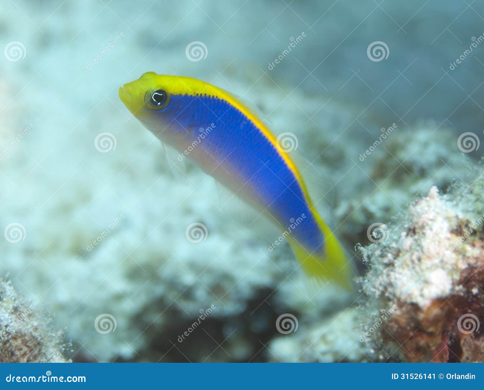 Sunrise dottyback stock image. Image of tropical, fish - 31526141