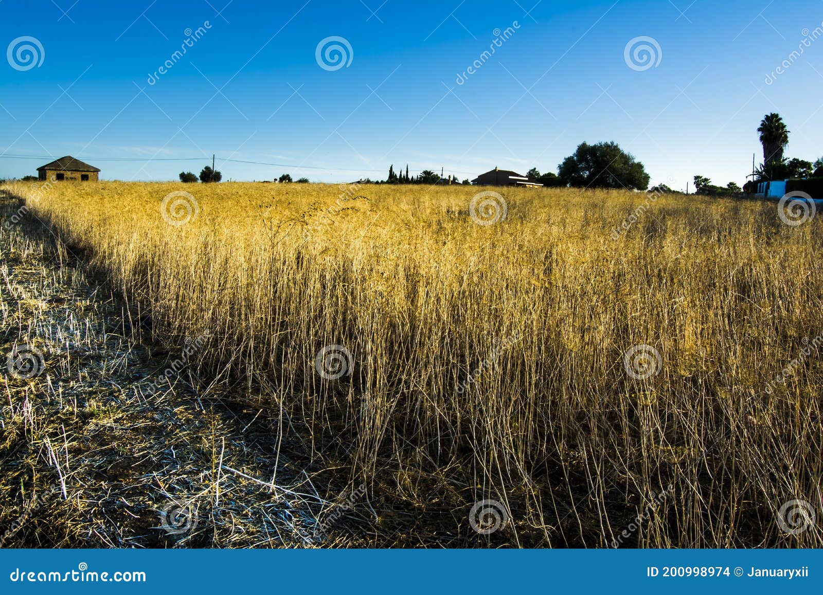 Sunrise in a Dry Crop Field Stock Photo - Image of nature, plant: 200998974