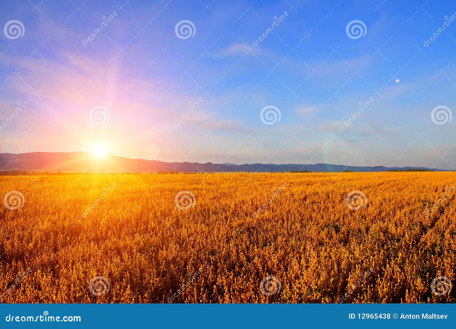 Sunrise in the field stock photo. Image of grow, clear - 12965438