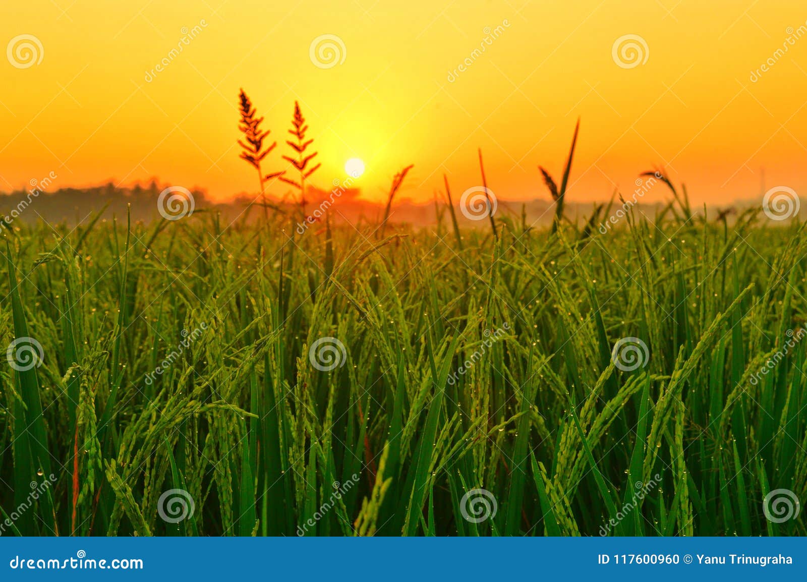 Sunrise on field stock photo. Image of rice, nature - 117600960