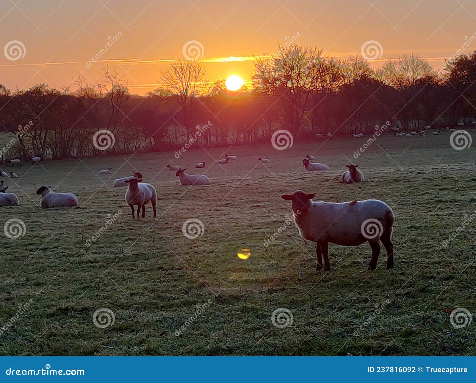 Sunrise on a Field with Sheep Stock Photo - Image of sunrise, sheep ...