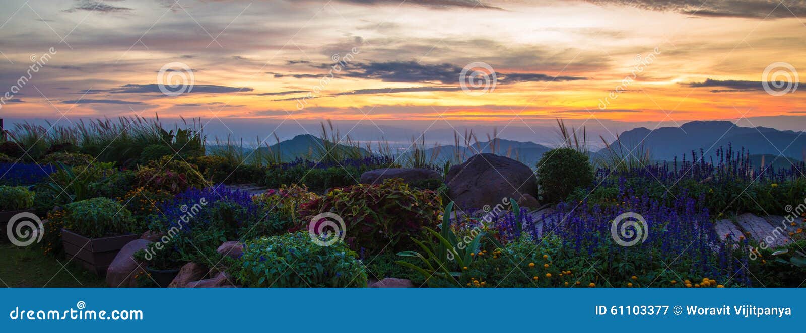 Sunrise flower garden stock image. Image of country, landscape - 61103377