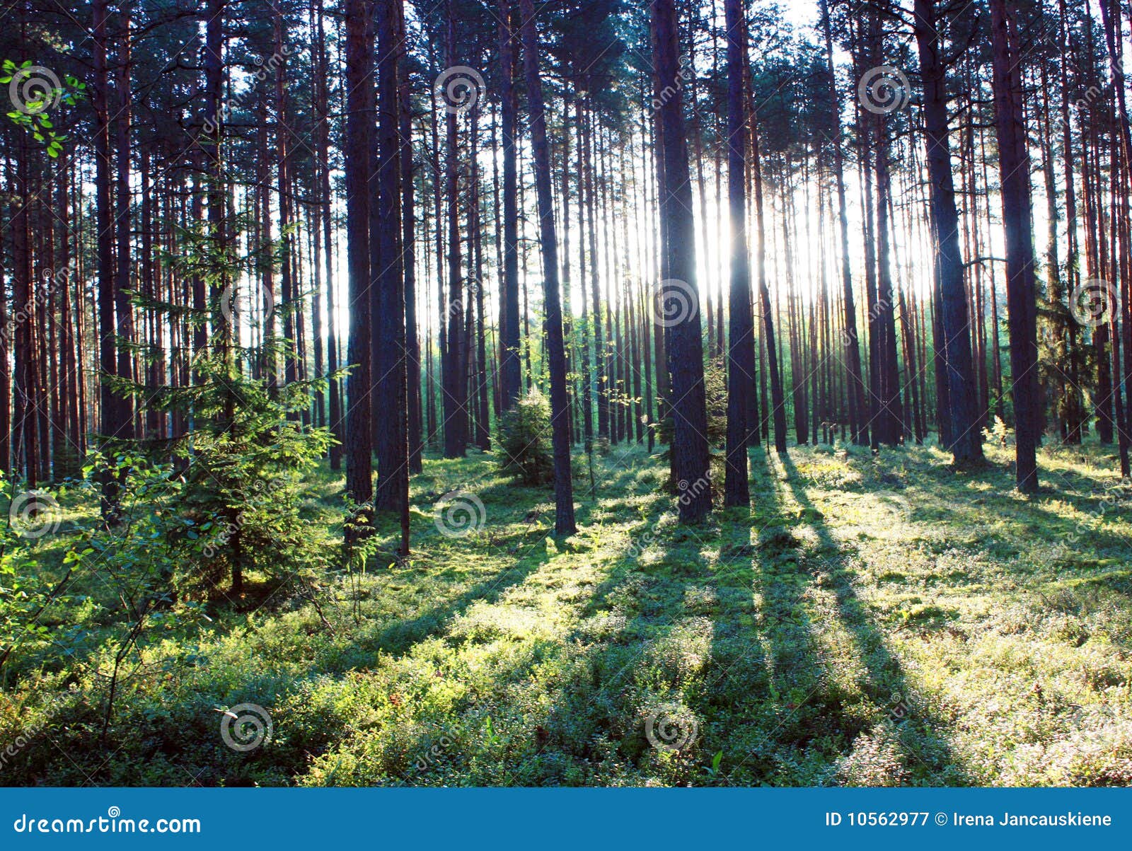 Sunrise in the forest stock image. Image of ground, lovely - 10562977