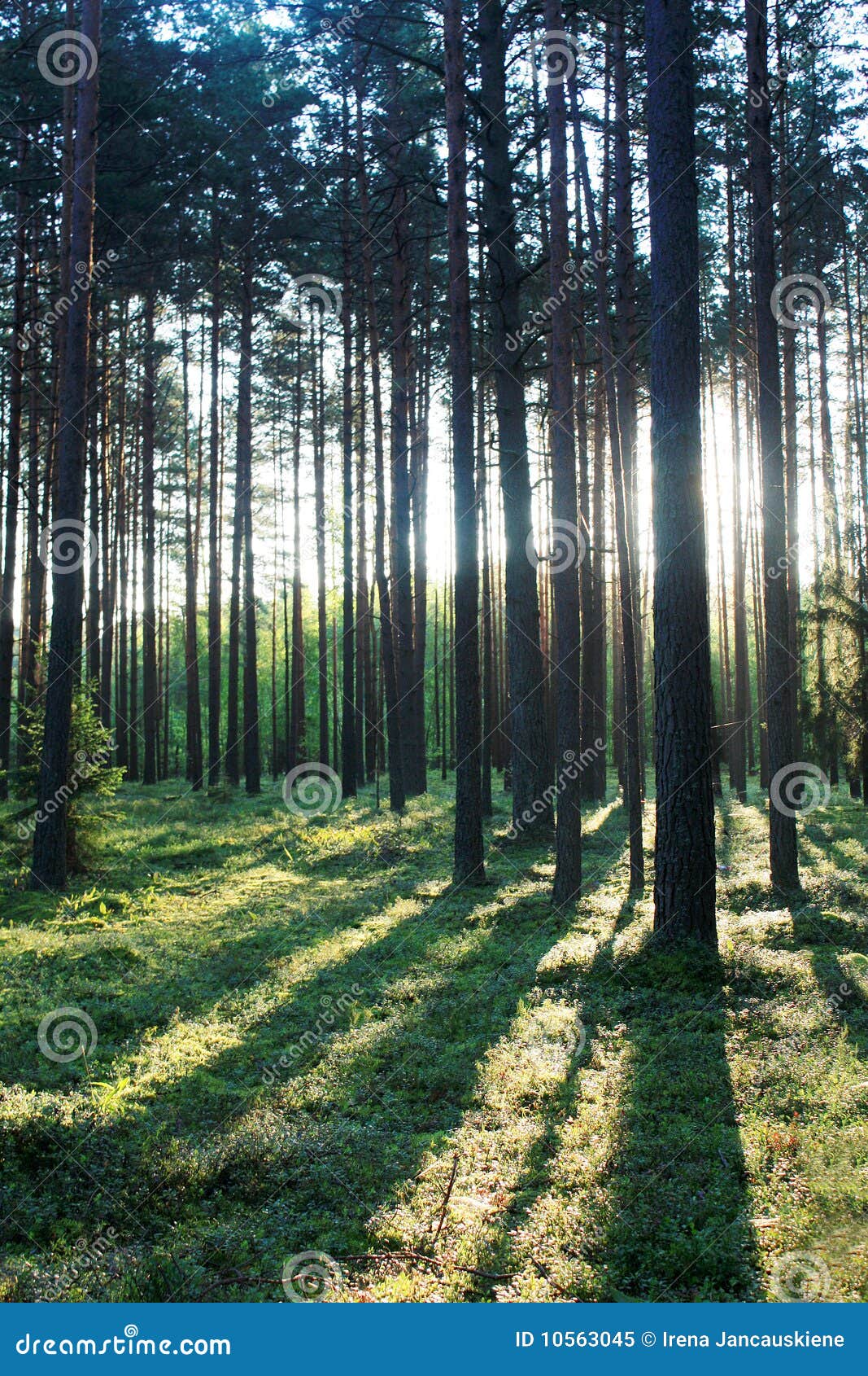 Sunrise in the forest stock image. Image of forest, group - 10563045