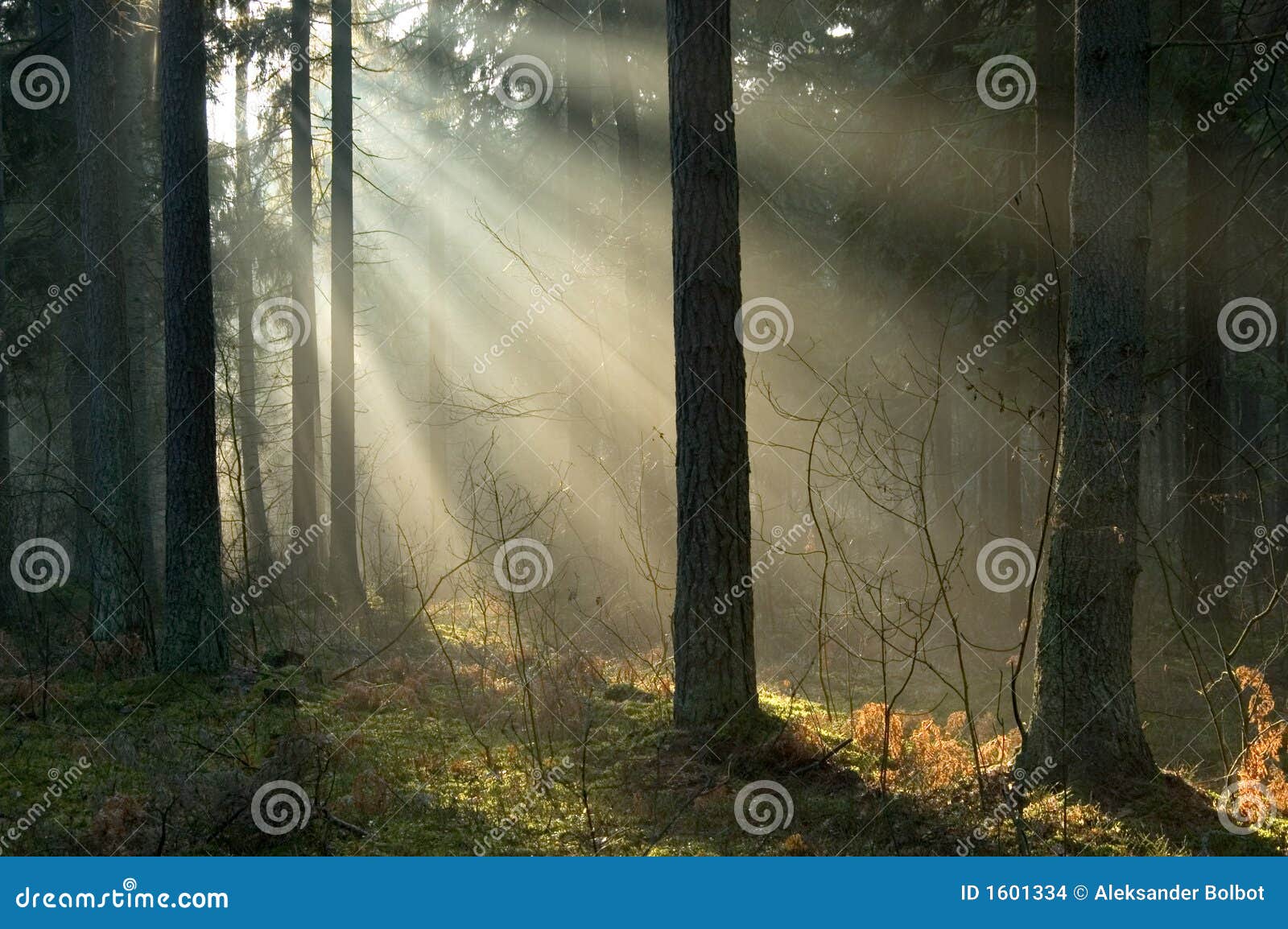 Sunrise and forest stock photo. Image of twilight, illumination - 1601334