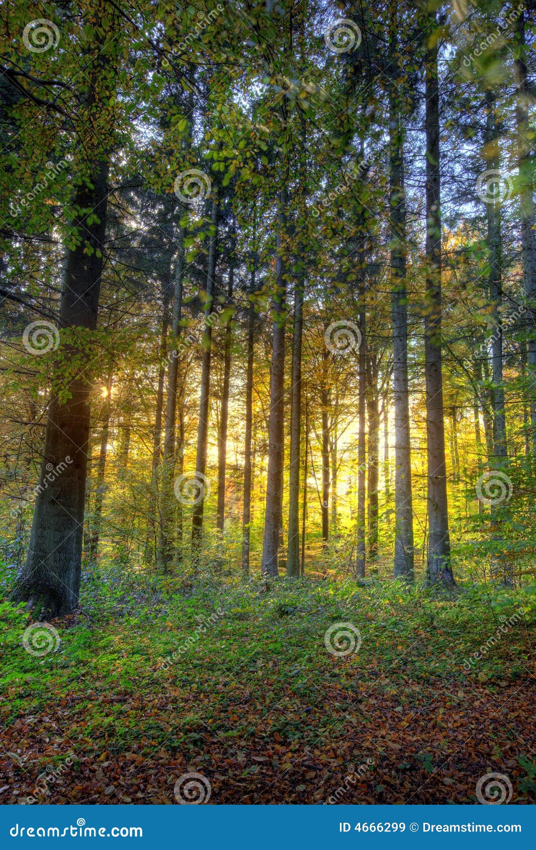 Sunrise in the forest stock image. Image of scenery, nature - 4666299