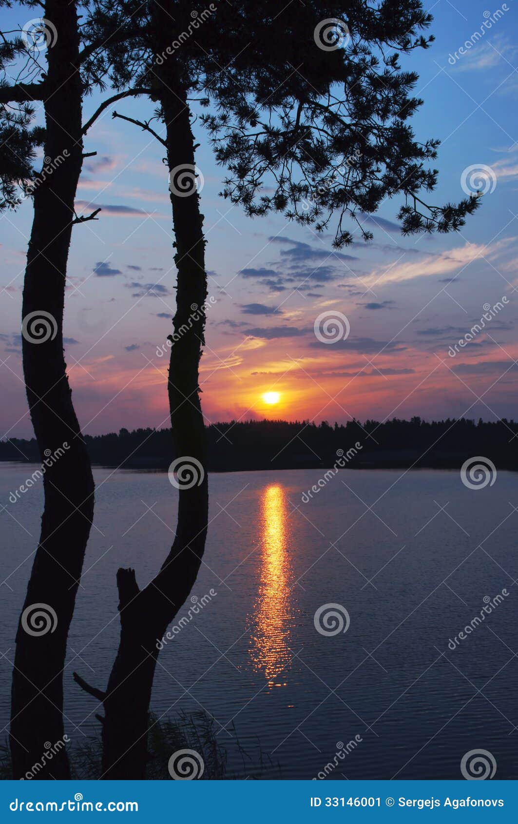 Sunrise on the Forest Lake with the Pine Tree in the Foreground. Stock ...