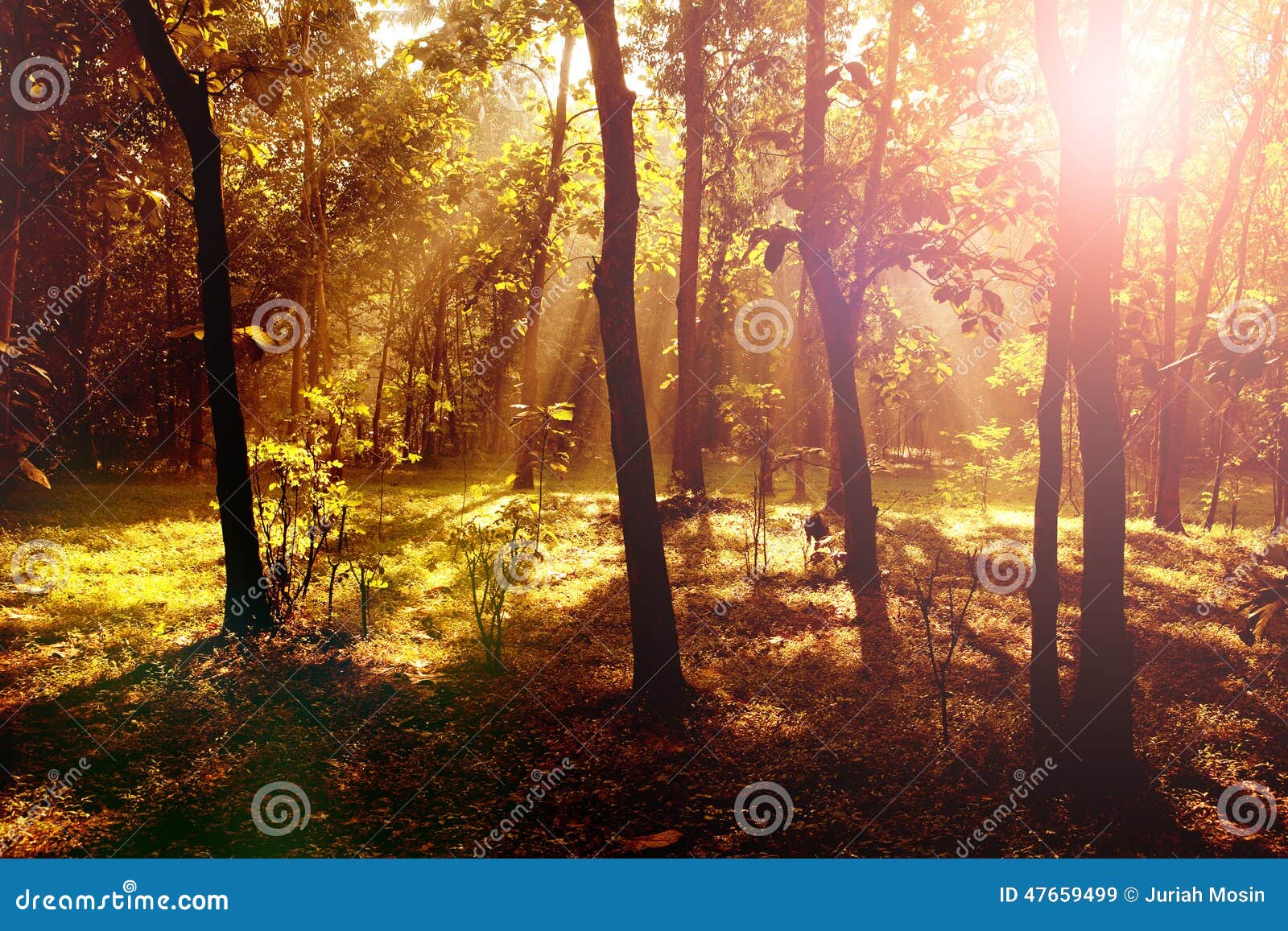 Sunrise in the Forest with Light Shafts and Shadows Stock Image - Image ...