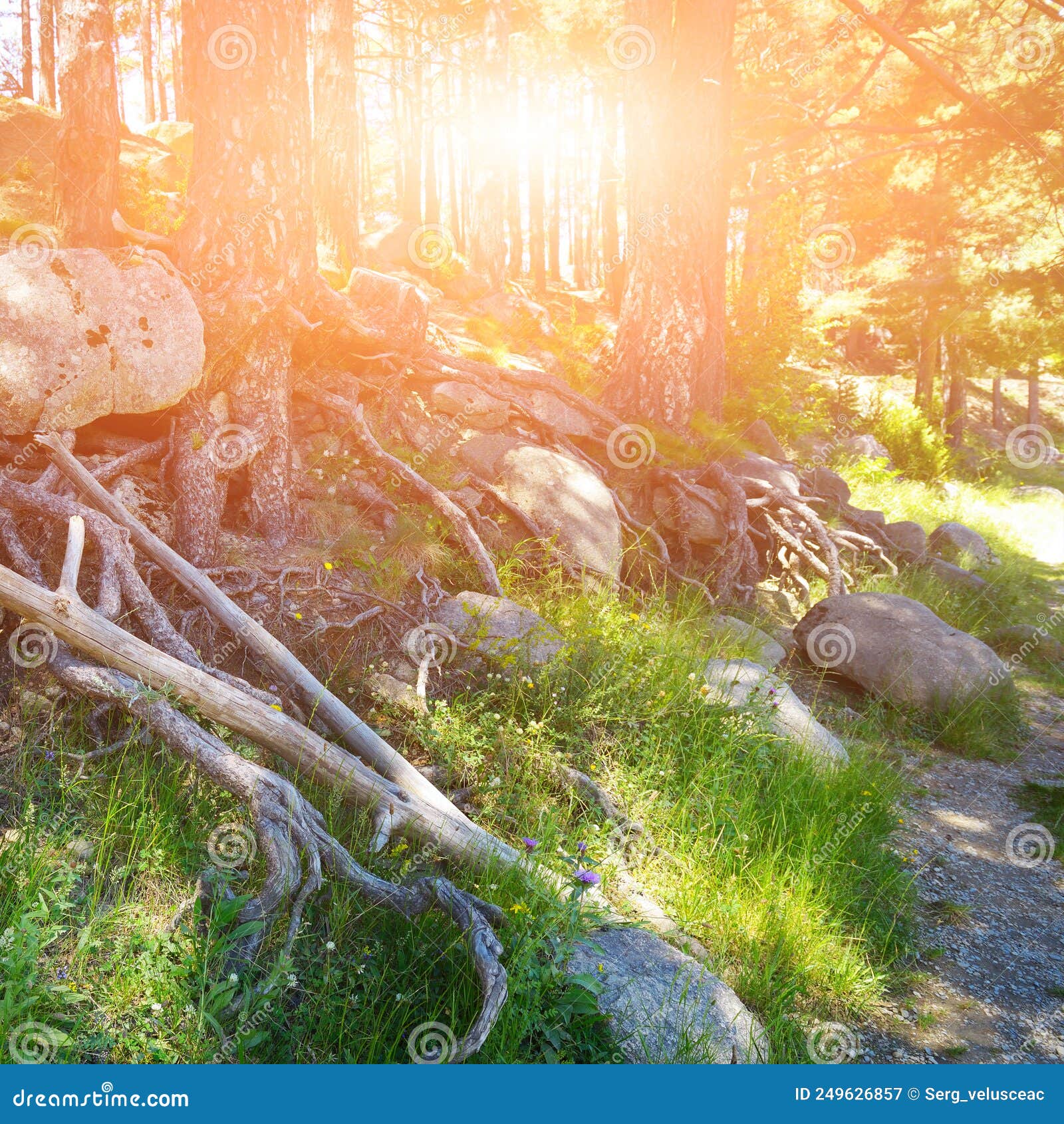 Roots Of Green Leaves Of Chinese Spinach Also Known As Amaranthus ...
