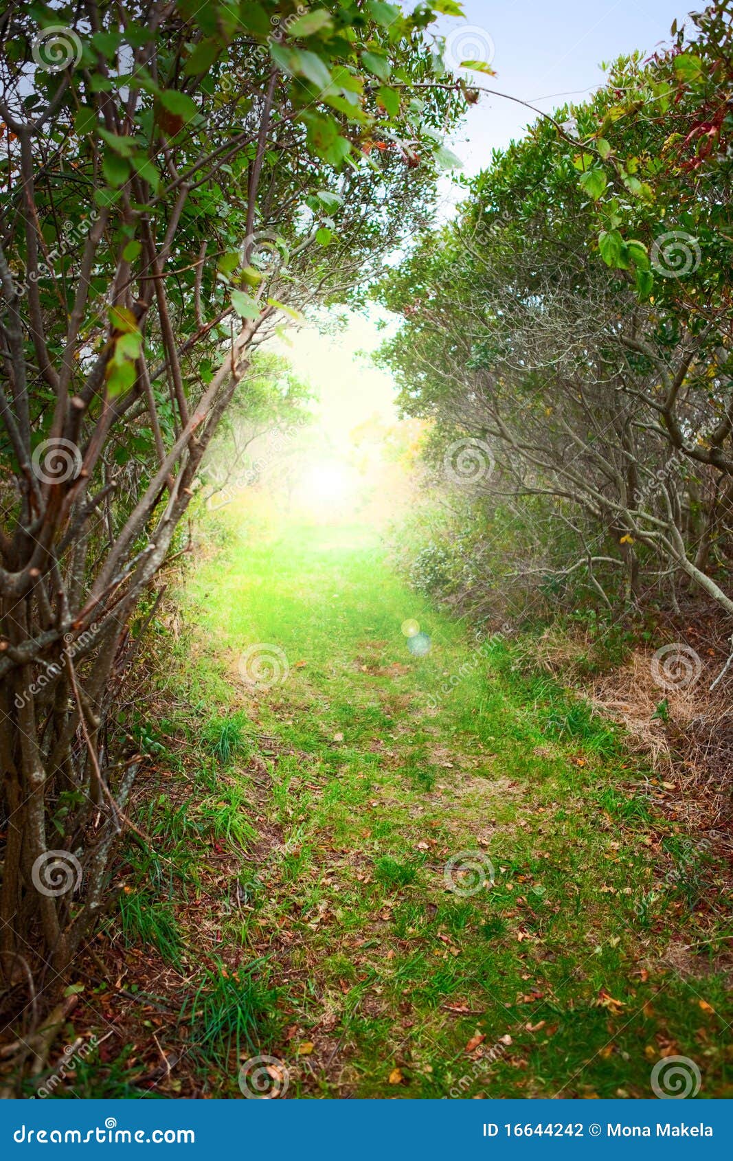 Sunrise forest path stock photo. Image of outdoors, landscape - 16644242