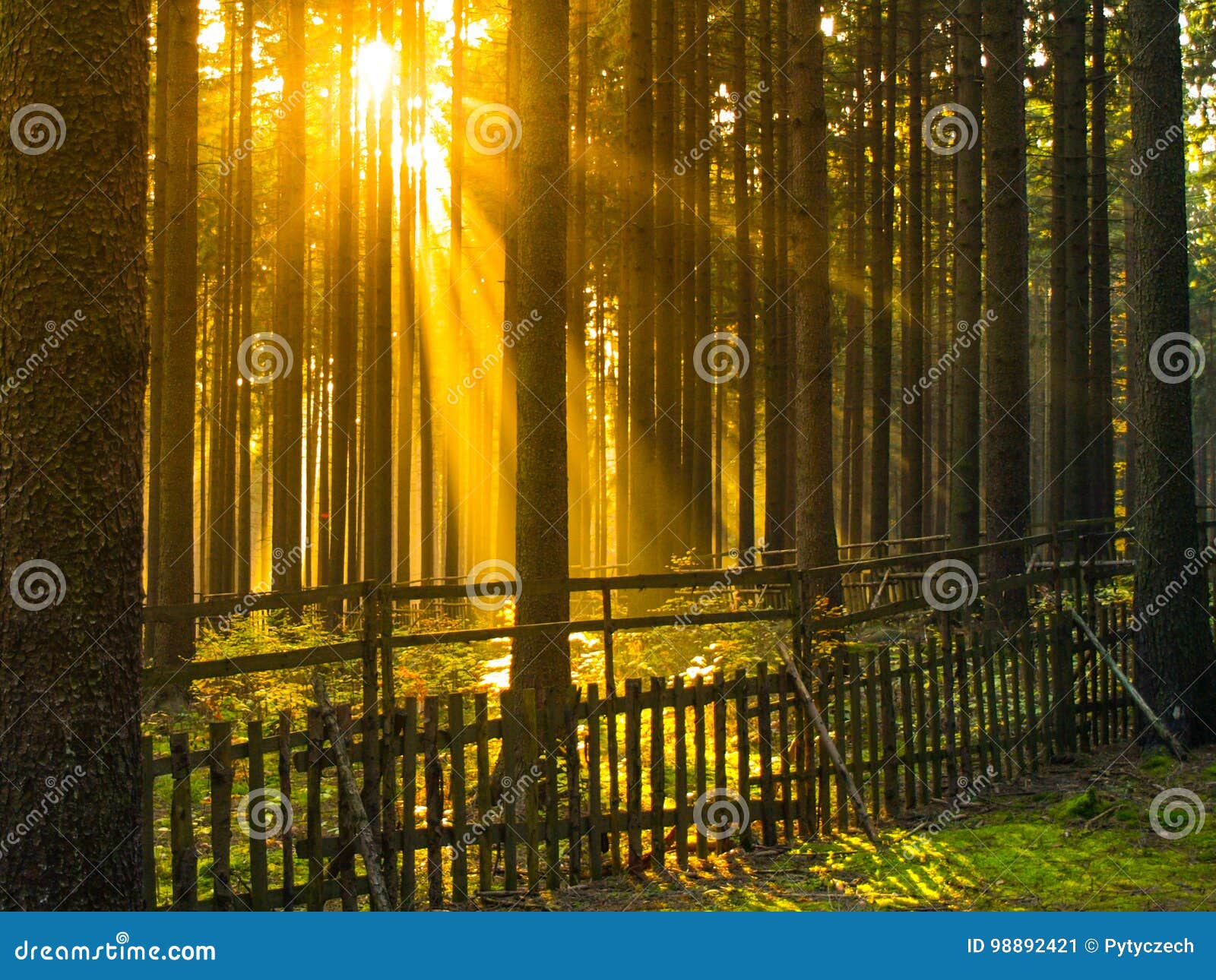 Sunrise in the Forest. Sun Rays Shining through Trees and Morning Mist ...