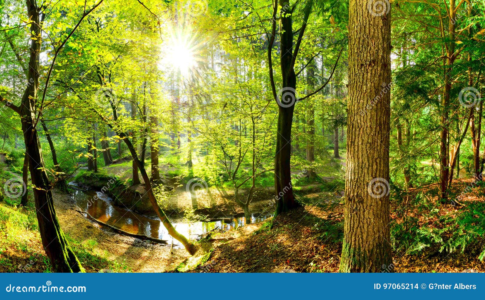 Sunrise in the forest stock photo. Image of sunrise, brook - 97065214