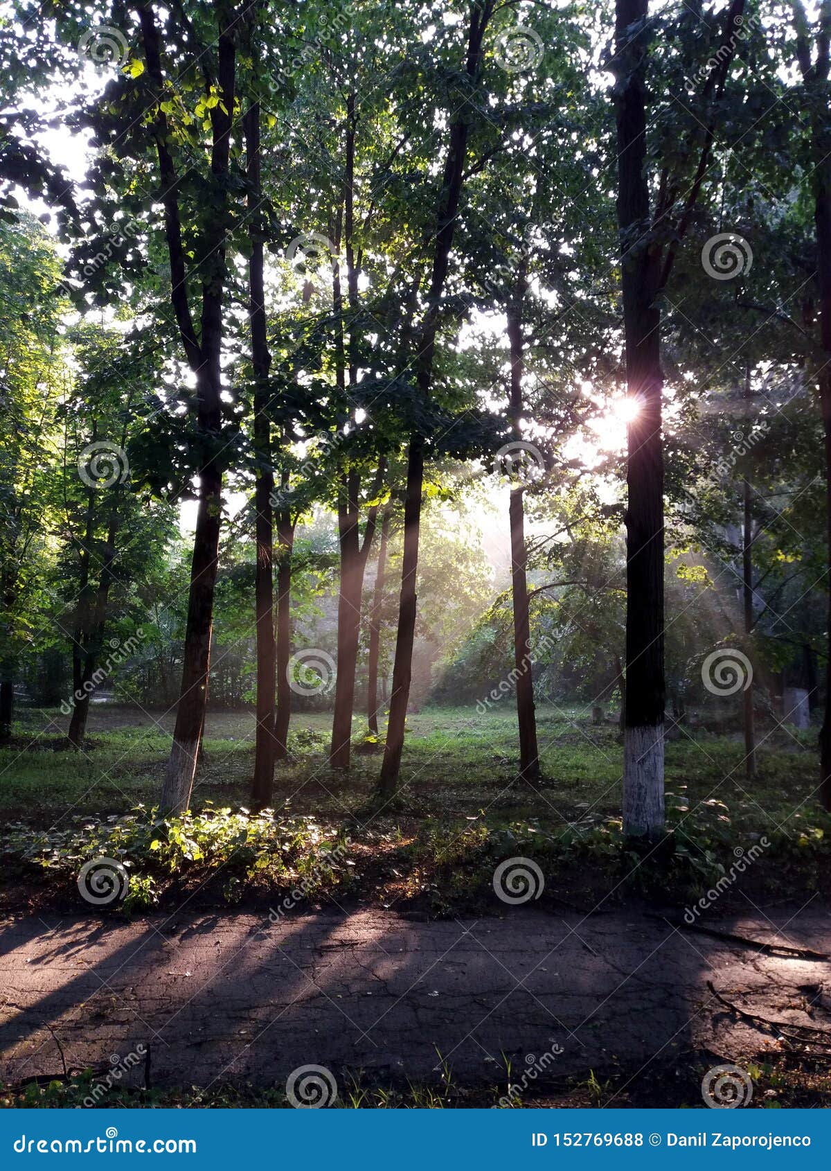 Sunrise in the forest stock photo. Image of sunrise - 152769688