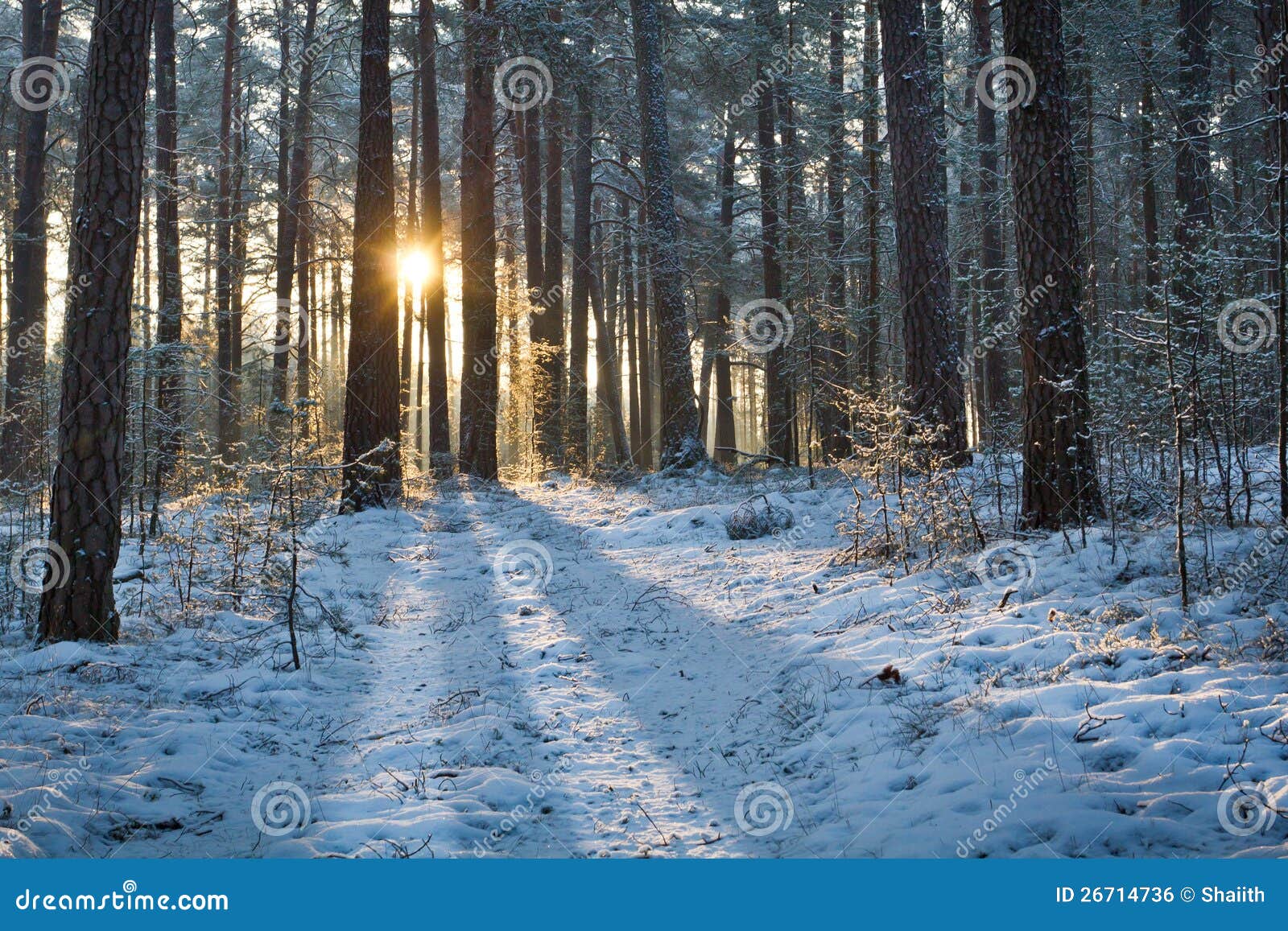 Sunrise in Forest at Winter Stock Photo - Image of snow, canada: 26714736