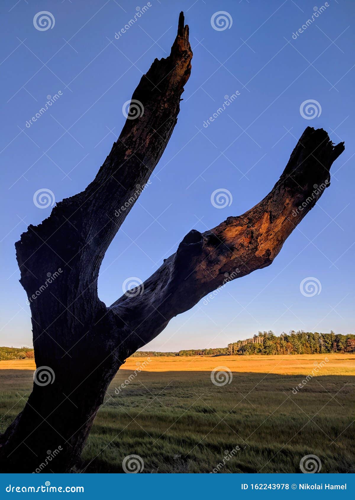 Stump of a Tree with a Forked Branch Stock Photo - Image of distant ...