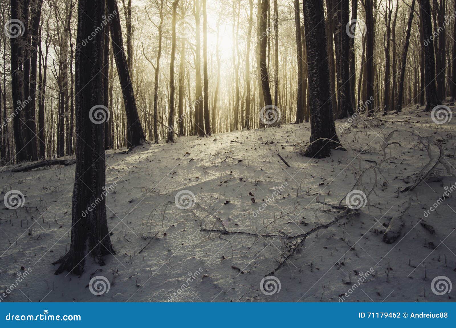 Sunrise in Frozen Forest in Winter Stock Photo - Image of tale, tree ...
