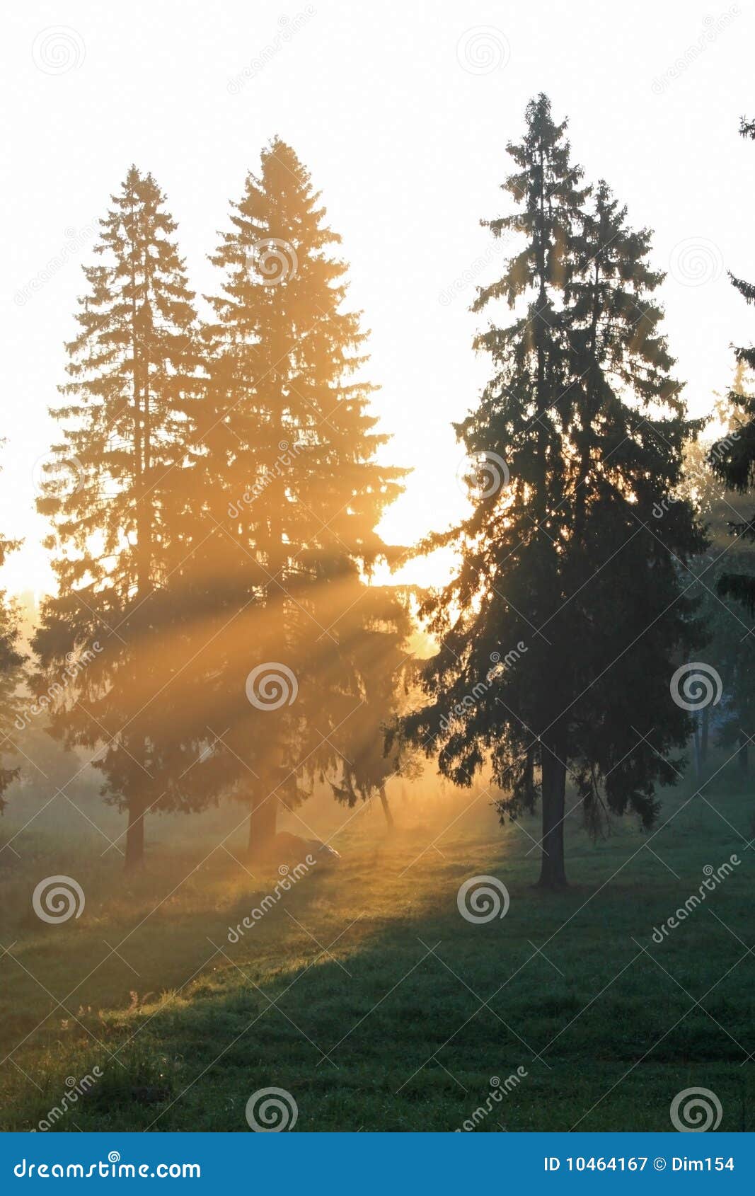 Sunrise in fur-tree forest stock image. Image of sunrise - 10464167