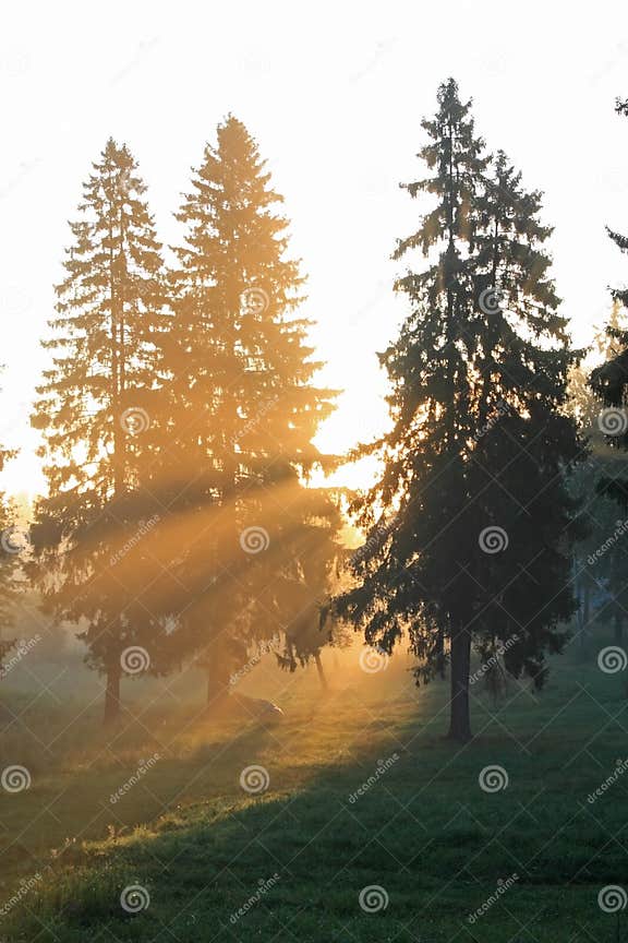 Sunrise in fur-tree forest stock image. Image of sunrise - 10464167