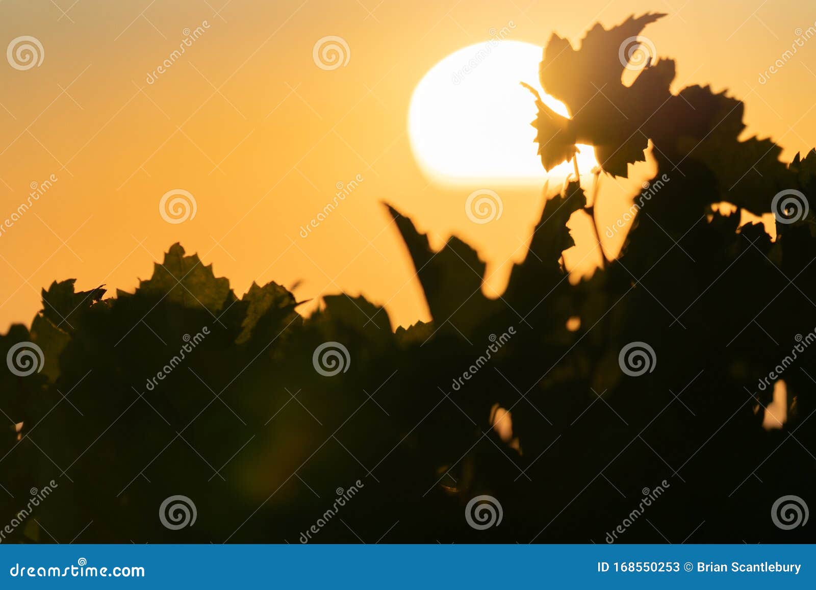 Sunrise Glow Back-lighting Grape Vines Stock Image - Image of blur ...