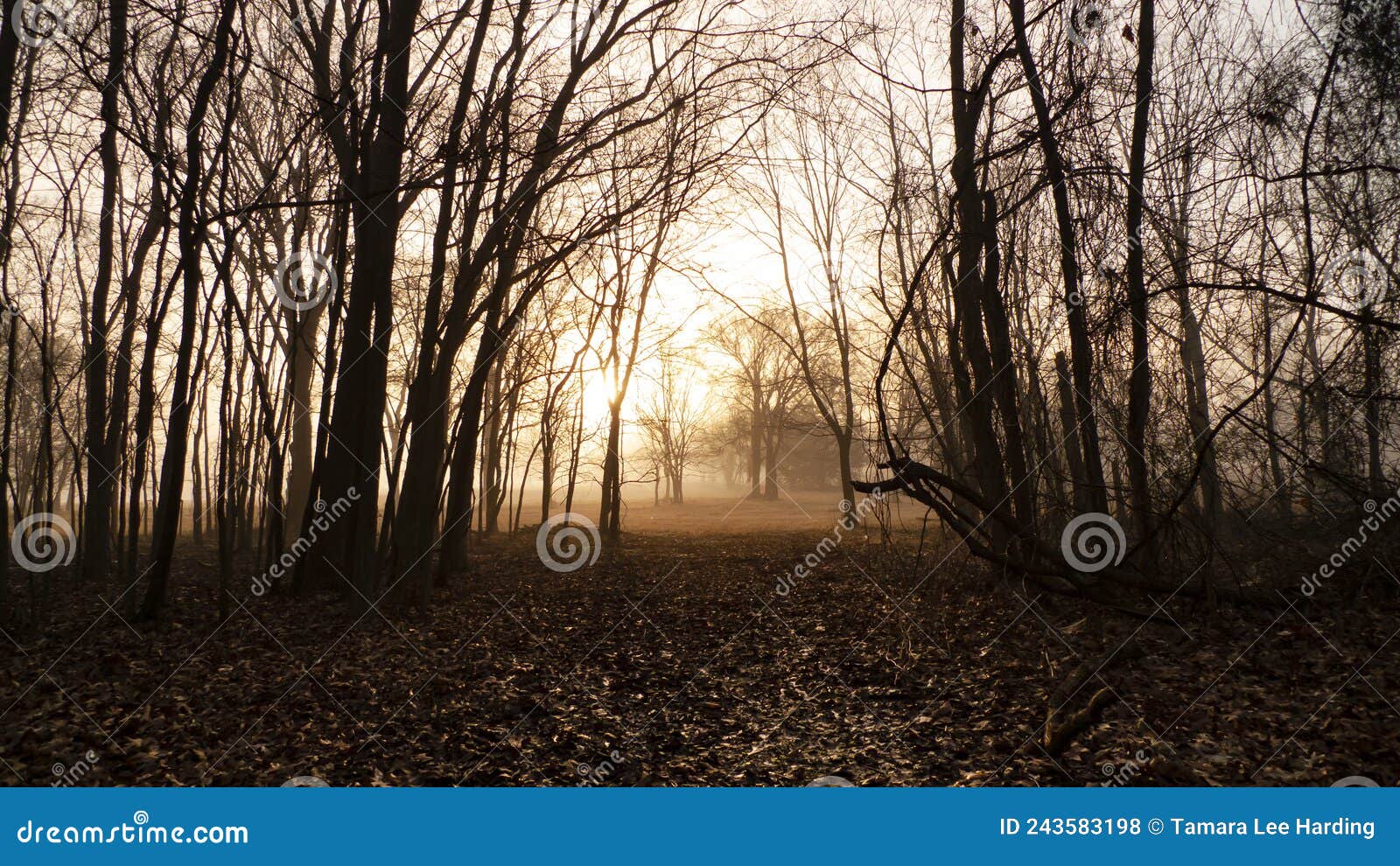 Sunrise at the Golden Hour Path through the Woodland Stock Photo ...