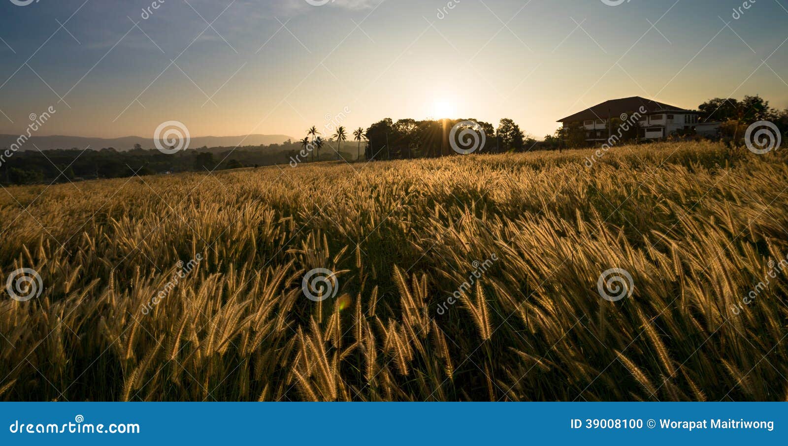 Sunrise in grass field stock photo. Image of dusk, house - 39008100