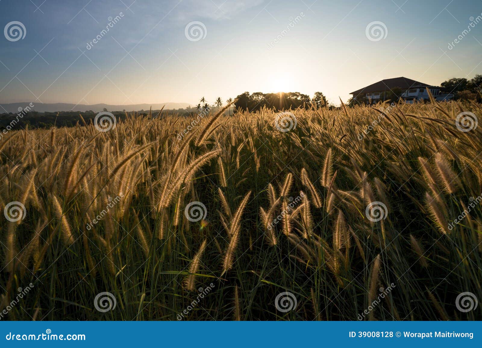 Sunrise in grass field stock photo. Image of land, wood - 39008128
