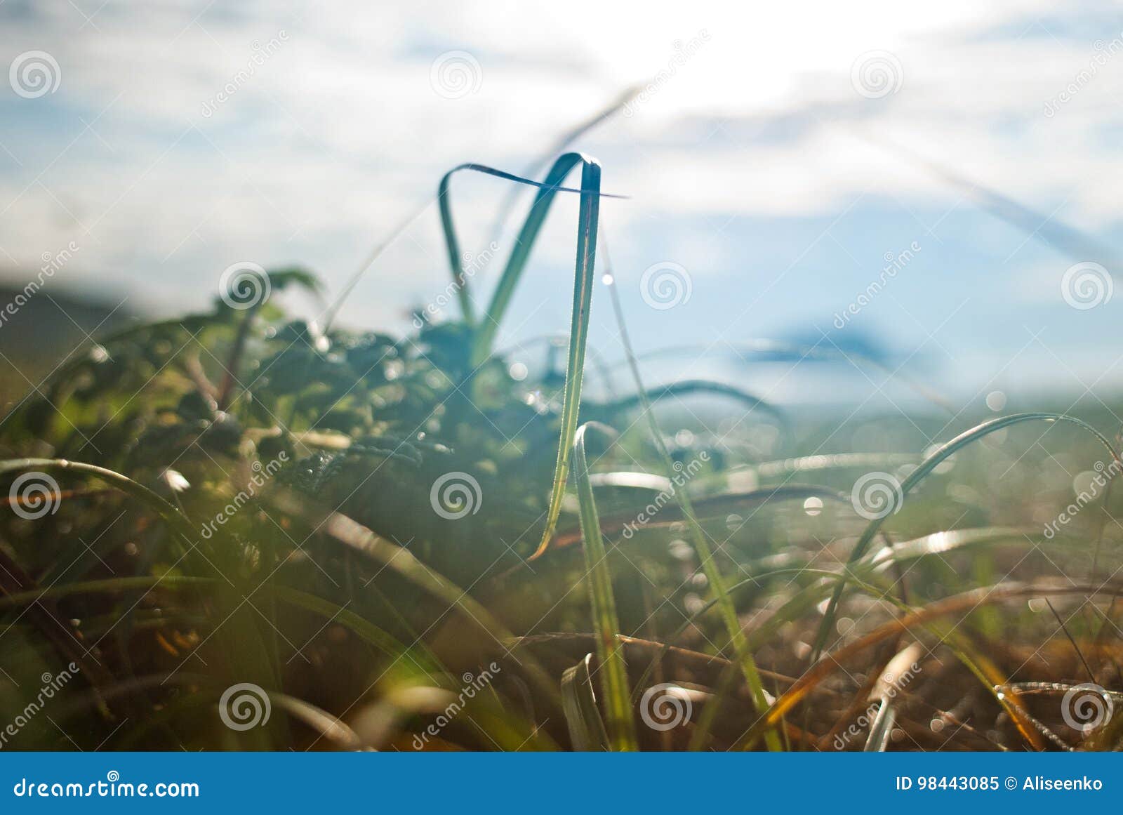 Sunrise grass field stock image. Image of phenomenon - 98443085