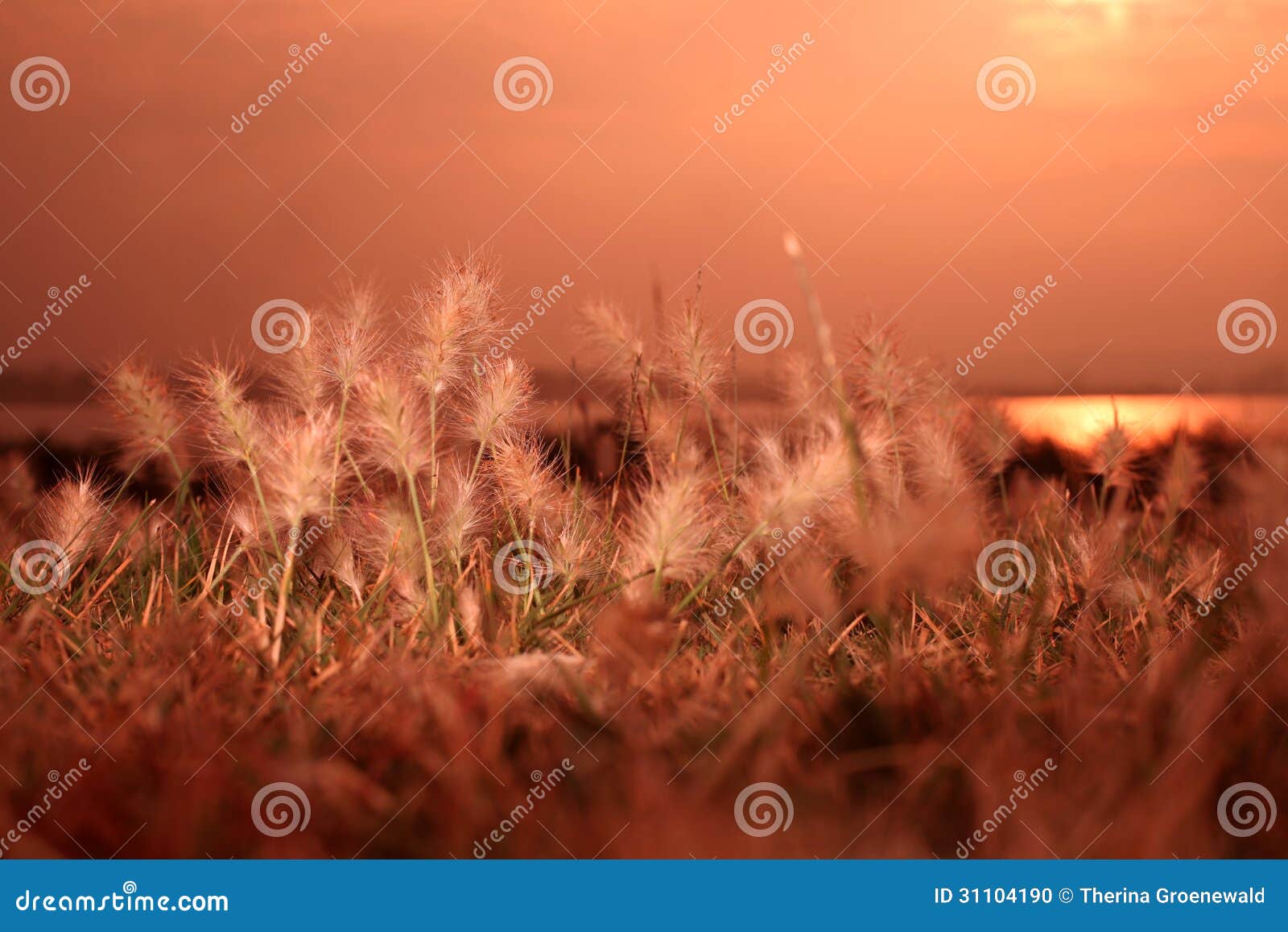 Sunrise grass stock photo. Image of orange, glimmer, clouds - 31104190