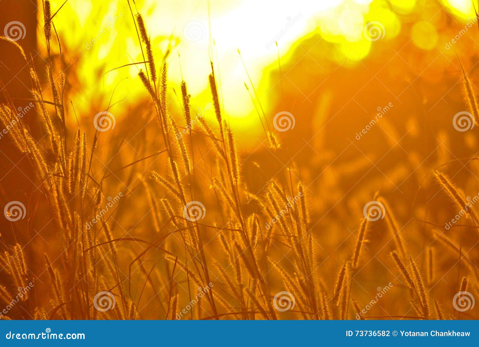 Sunrise and Grass in the Morning Stock Photo - Image of coastline ...