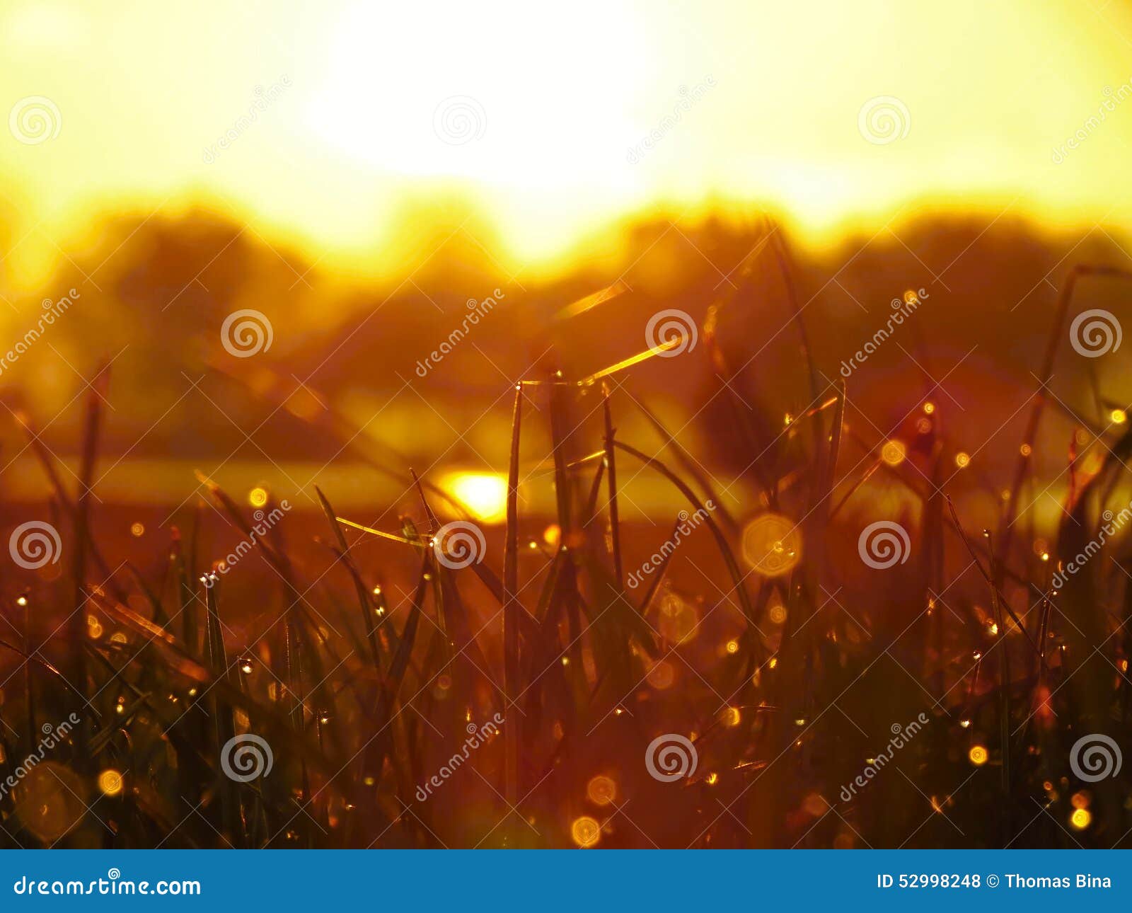 Sunrise and Grass with Sparkling Dew Stock Photo - Image of environment ...