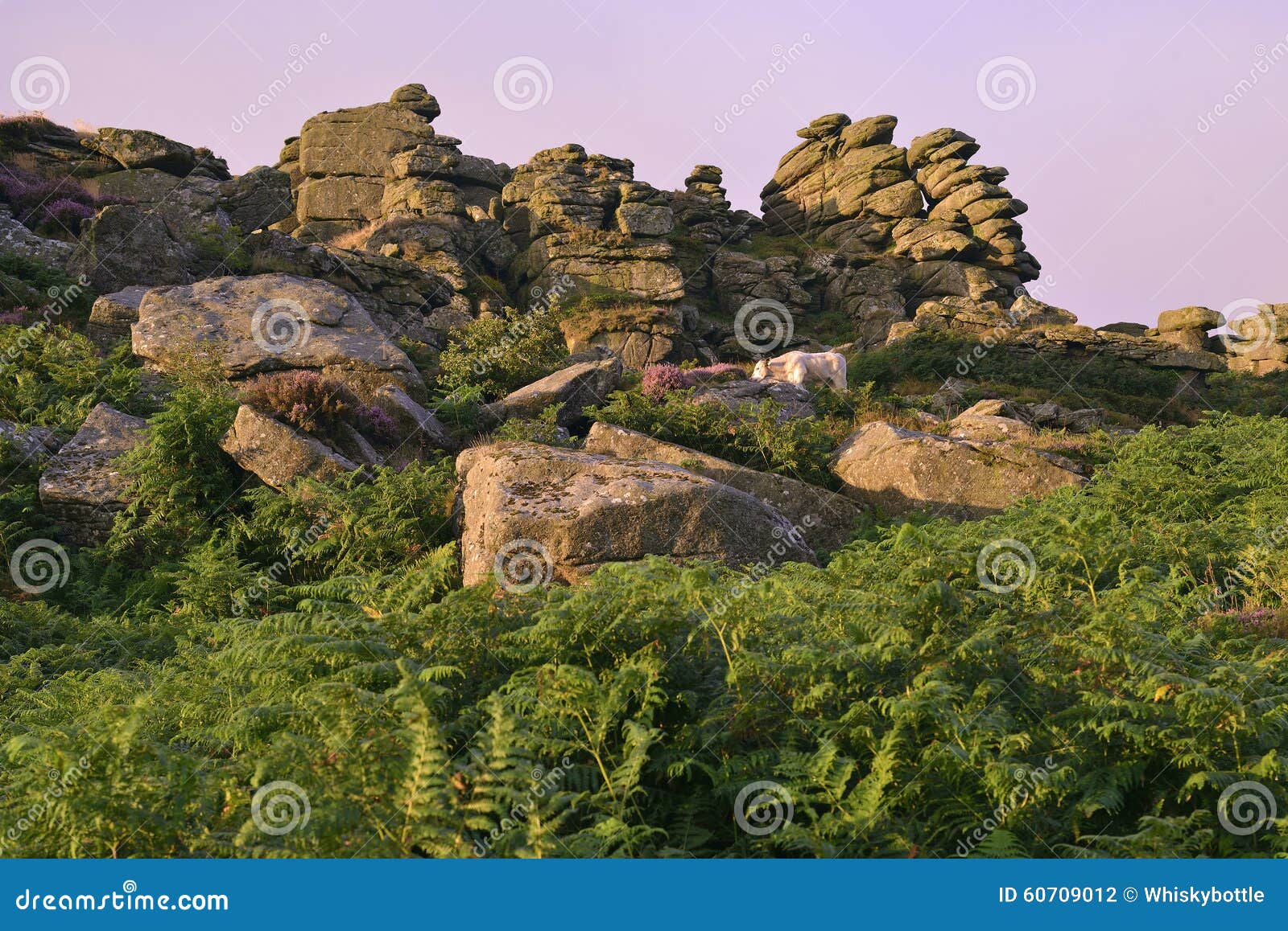 Sunrise on Hound Tor stock photo. Image of hard, stone - 60709012