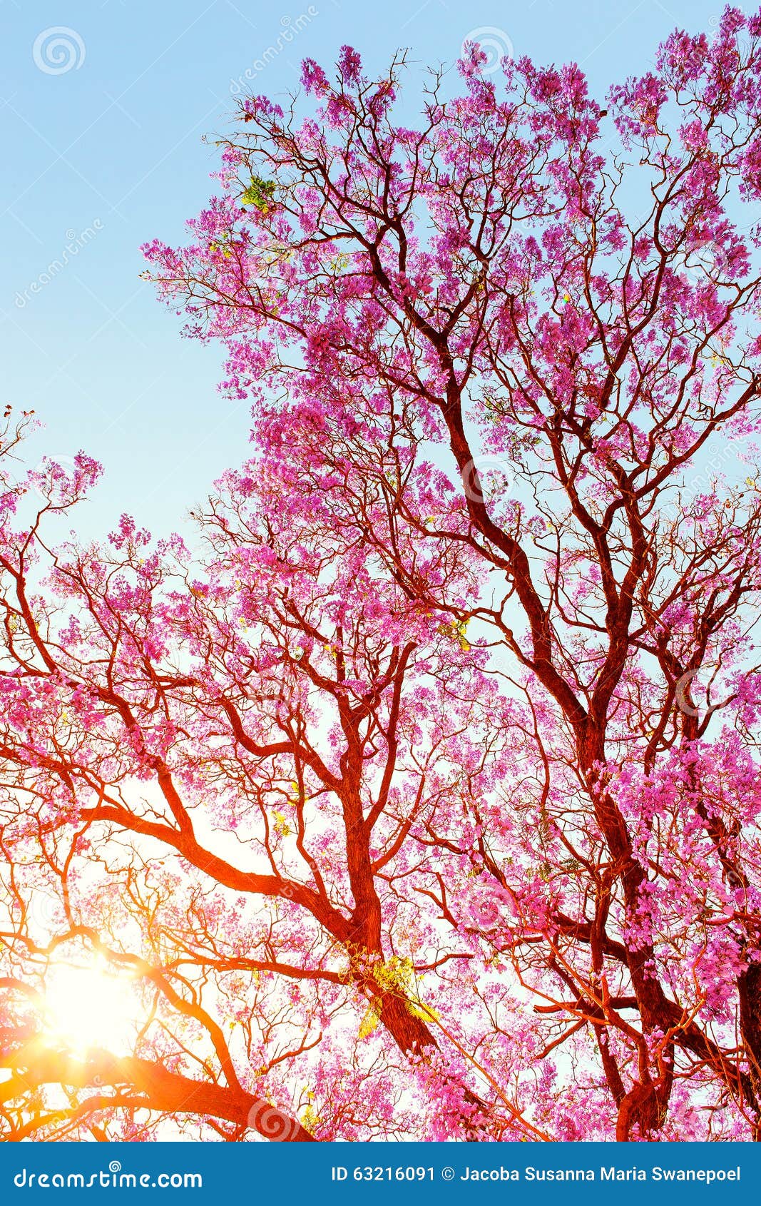 Sunrise through Jakaranda Tree Stock Image - Image of rays, outdoors ...