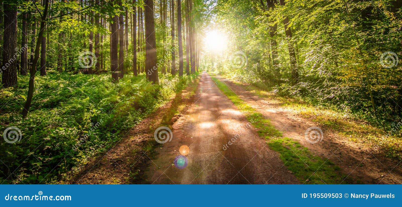 Sunrise Landscape with Path through the Deciduous Forest. Stock Image ...