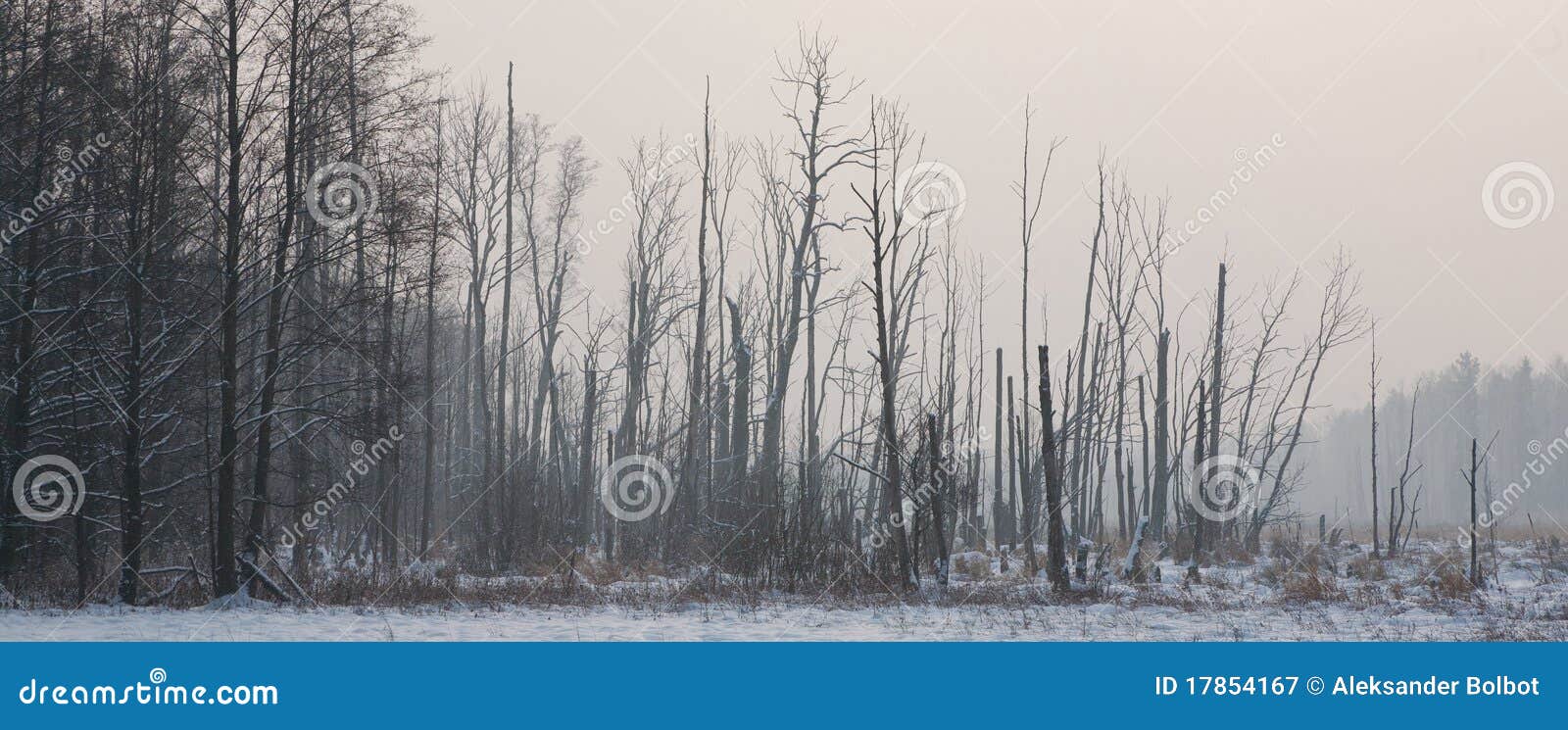 A Riparian Forest Or Riparian Woodland Wallpaper, Looking Onto A Wild ...