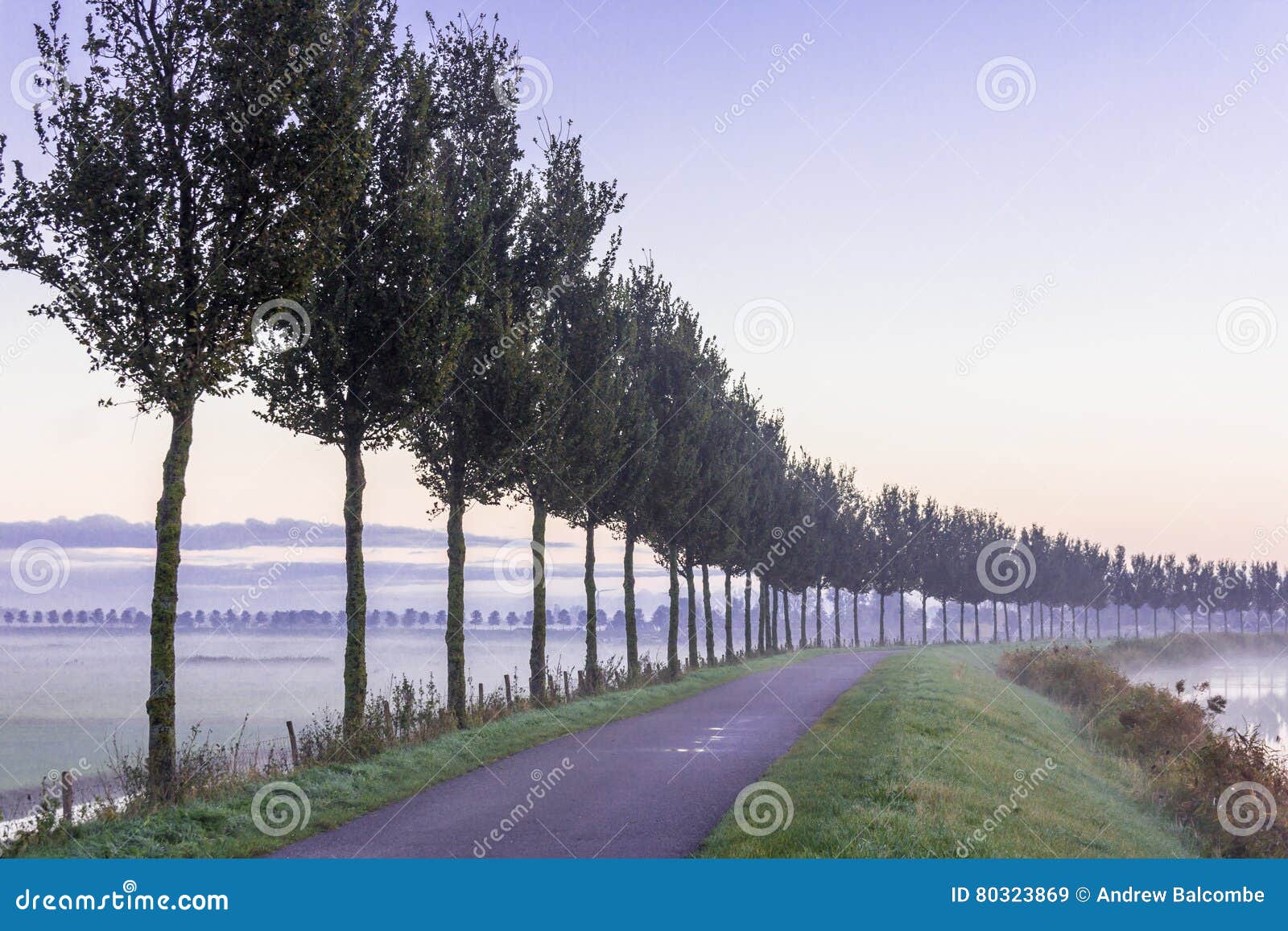 Sunrise Landscape with Trees Lining a Road Going Off into Distance ...