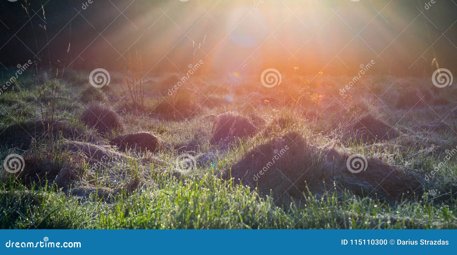 Sunrise light in a field stock photo. Image of green - 115110300